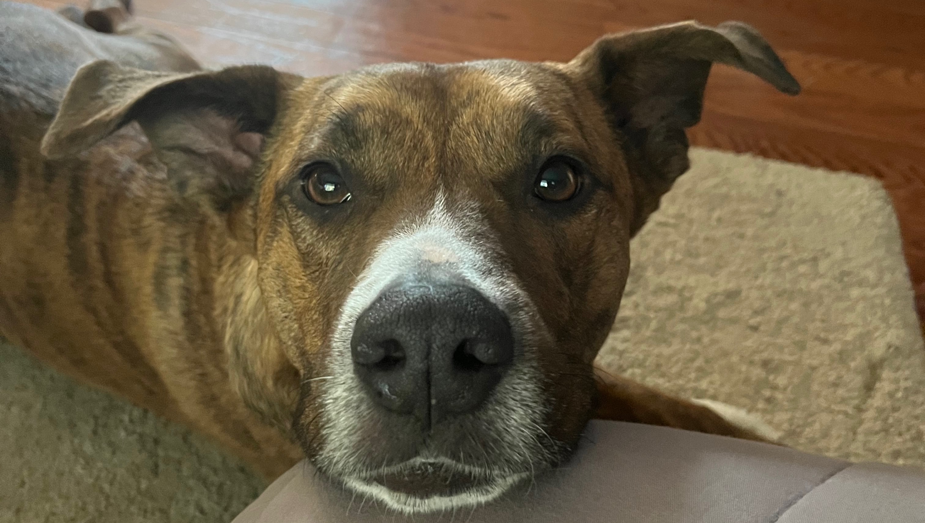 Fundraiser by Hannah Whitford : Rocky Roo’s Surgery