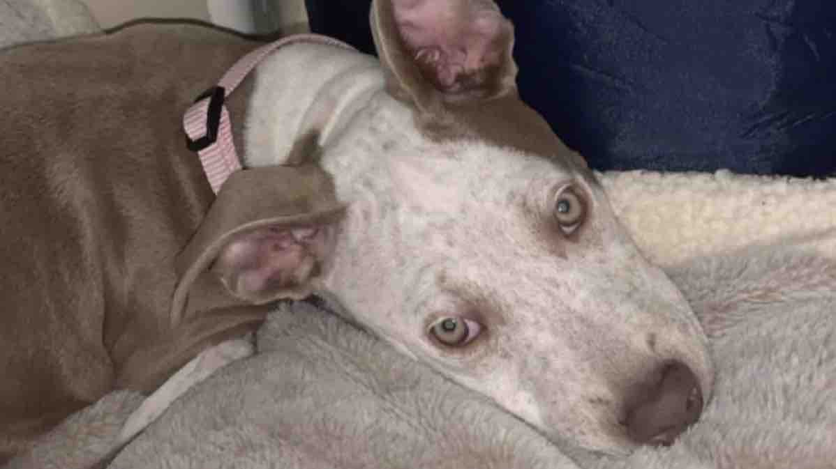 Fundraiser by Valorie Raymond : Help Phoebe walk again
