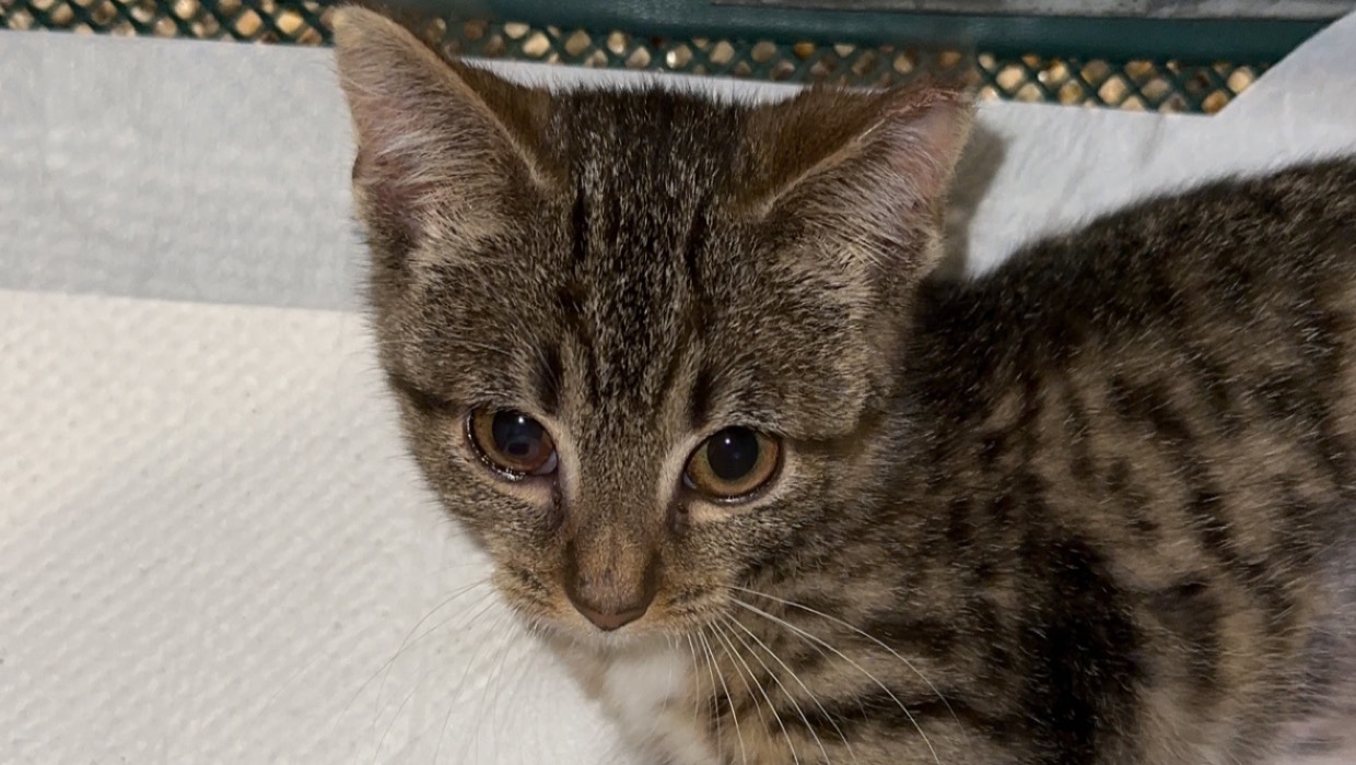 Fundraiser by Catherine Harris : Purrfect Haven Cat Rescue & TNR