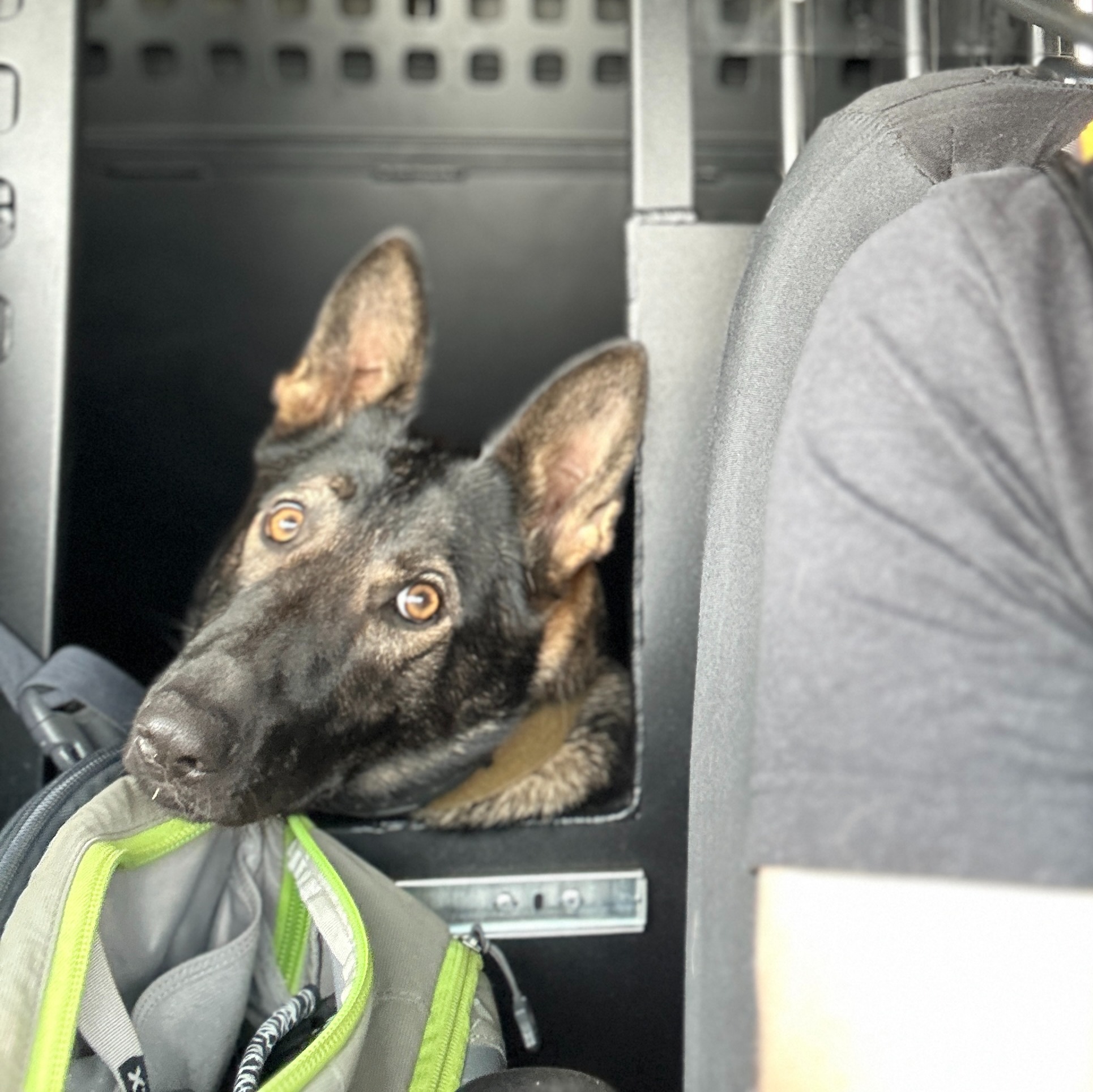 Fundraiser by tim jordan : K9 Elektra Armor Fundraiser