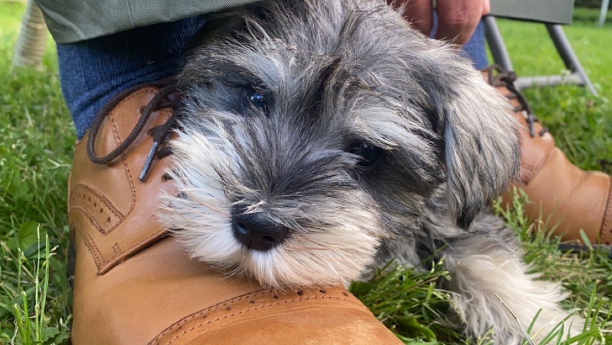 Fundraiser by Jen Emery : Emery kids birthday fund for their puppy, Moses!