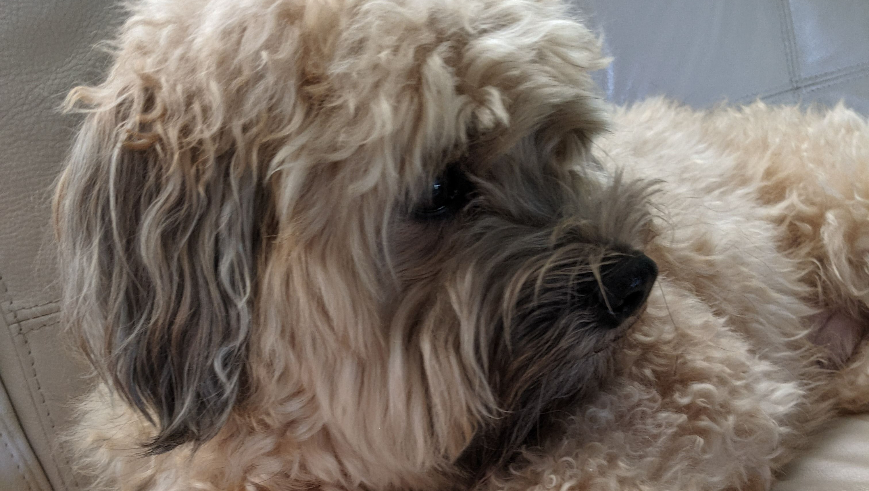 Fundraiser for Tyler Schroth by Austin Schroth : Tucker Needs Surgery