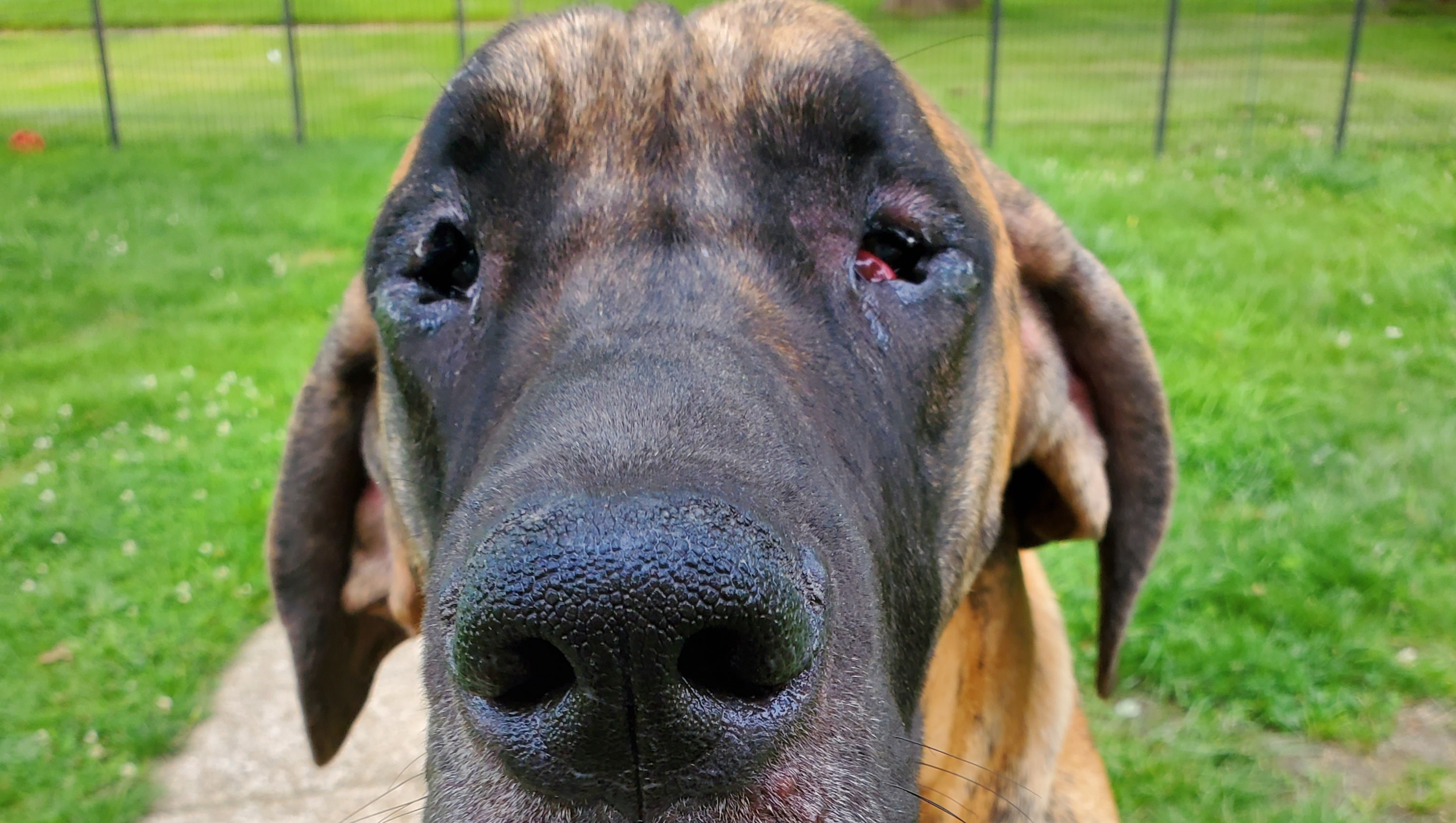 Fundraiser by Lauren Ziegler : Chip Eye Surgery