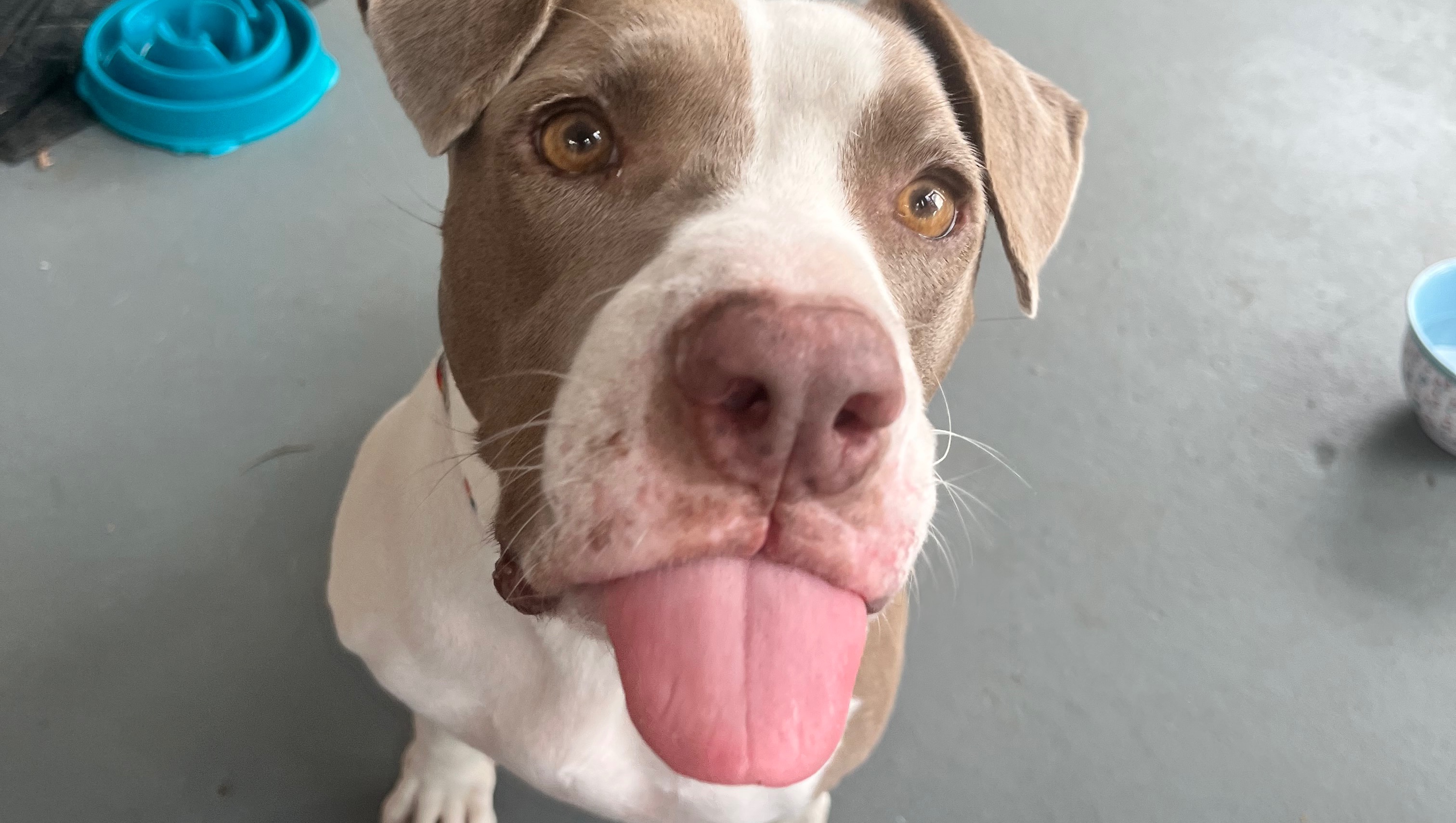 Fundraiser for Lou Beck by Desiraé Gairala : Angel, The Dog Who Cheats ...