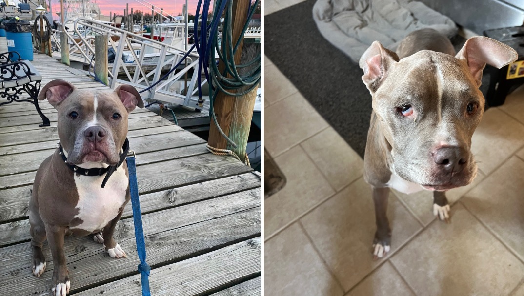 Fundraiser by Danielle Bonner : Hampton Bays family tries to save their ...