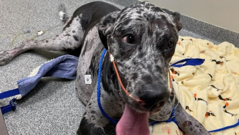 Fundraiser for Evan Dew by Elizabeth Dew : Charlie and Weber's Surgeries