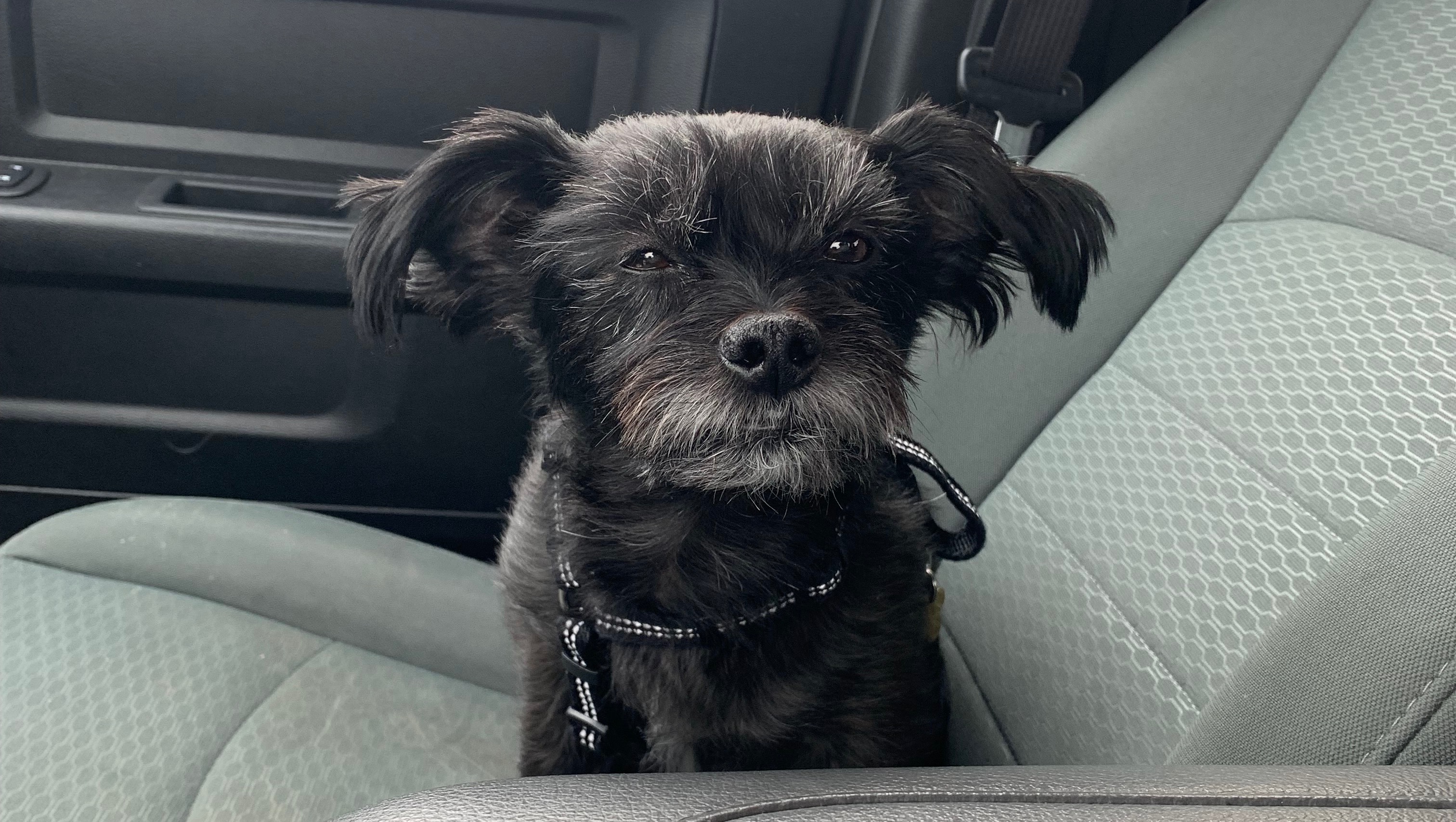 Fundraiser by Kimberly Pascua : Milton aka World’s Greatest Dog!