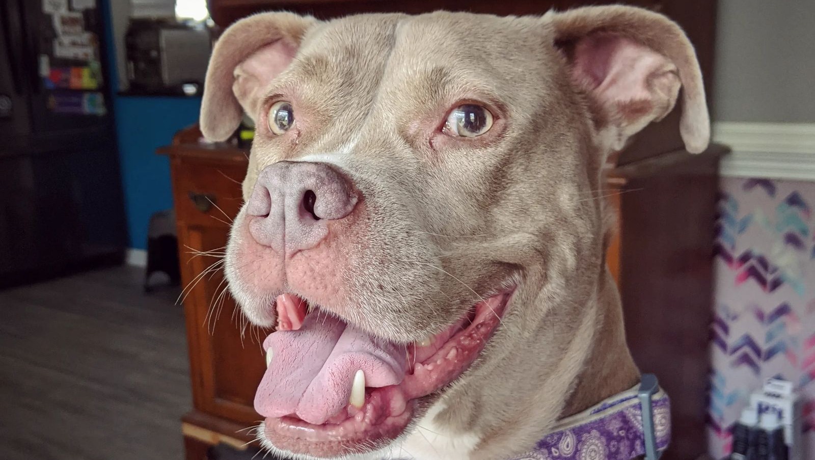 Fundraiser by Sami Stowell : Knee Surgery for the Velvet Hippo