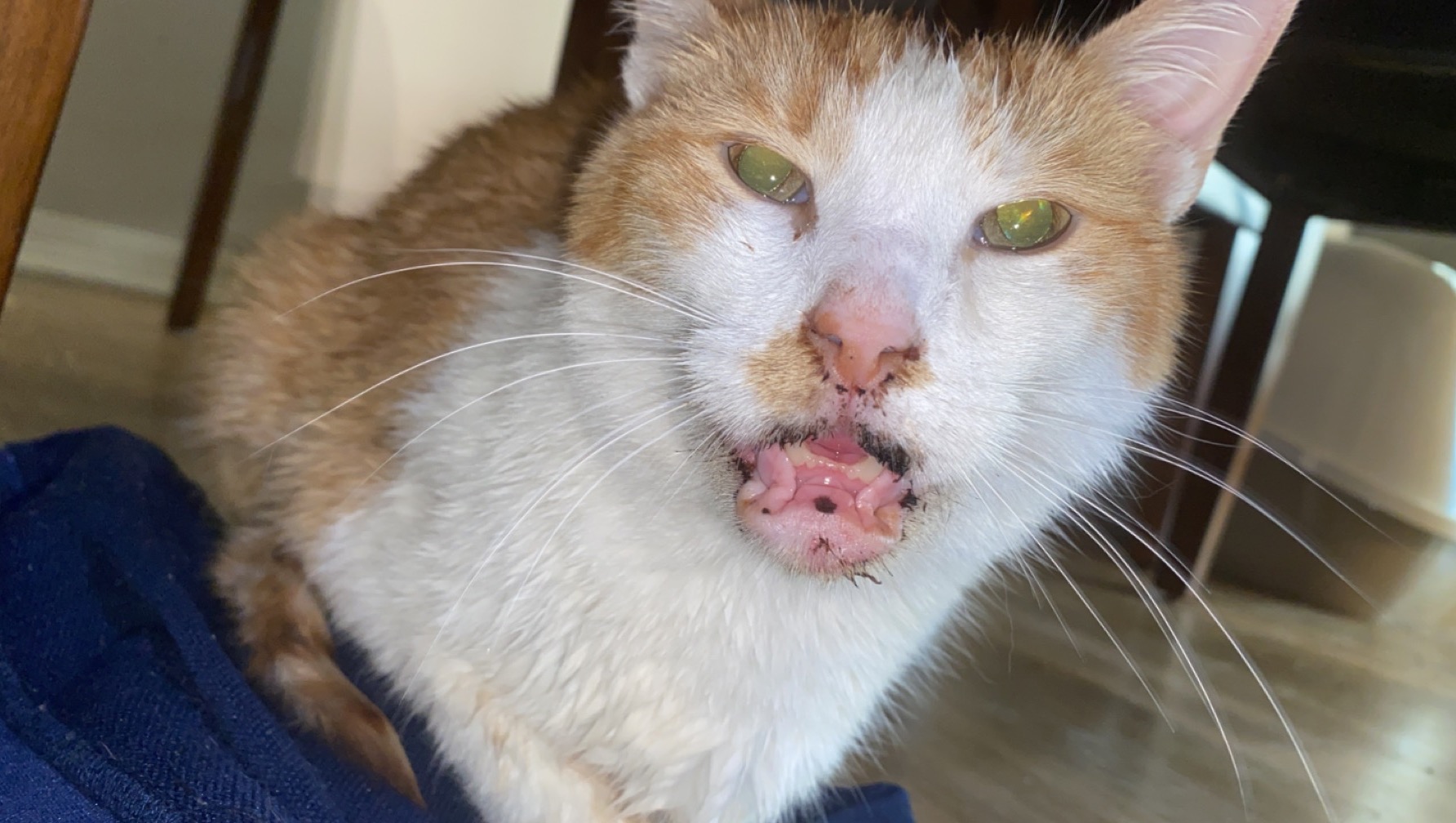 Fundraiser by Julia Hooper : Milo’s surgery & recover journey