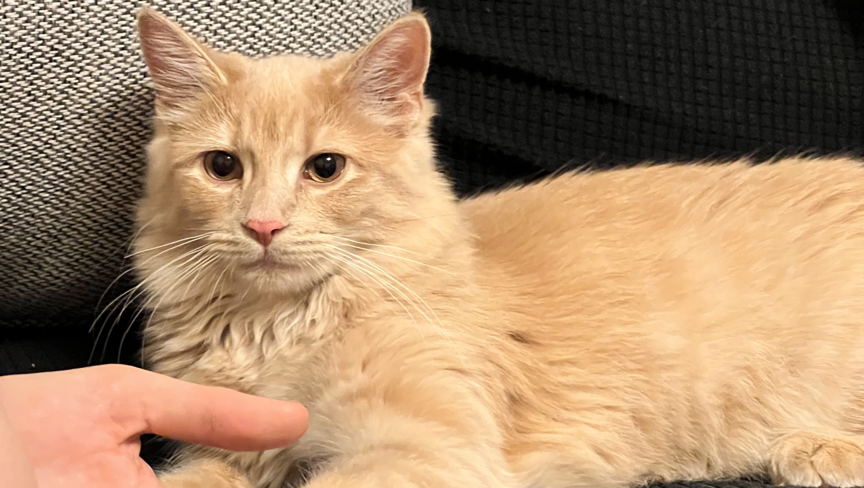 Fundraiser for Ian Poulsen by Mackenzie Pryor : Fund Kali's Life-Saving ...