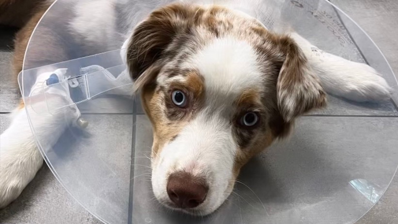 Fundraiser by Shell Murphy : Blue needs all the help!