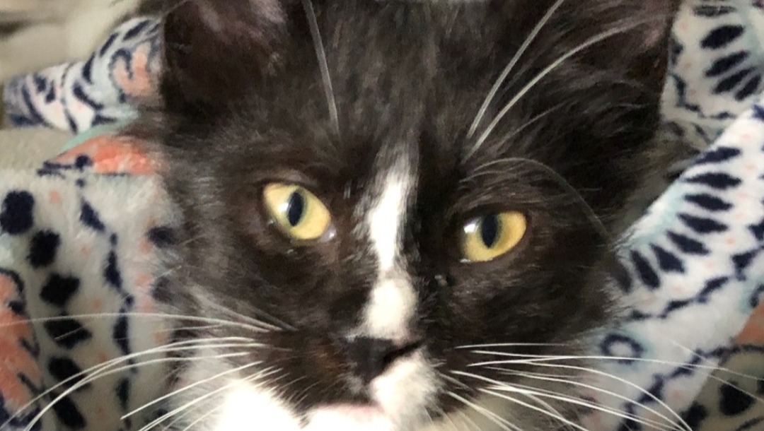 Fundraiser by Cathy Phillips : Cathy's Cats Corporation Needs Your Help!