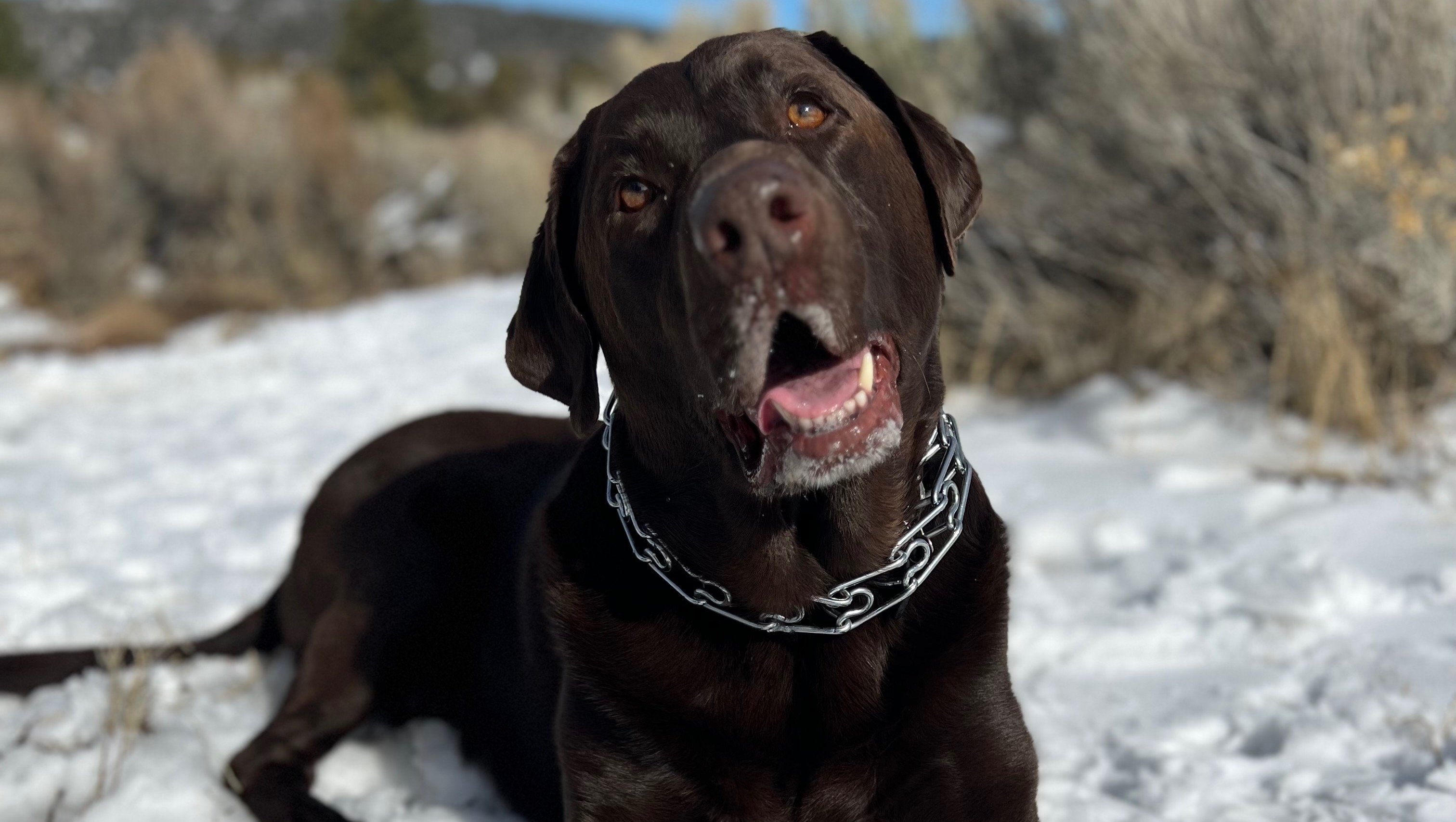 Fundraiser by Danielle Reeder : Help Dez get care