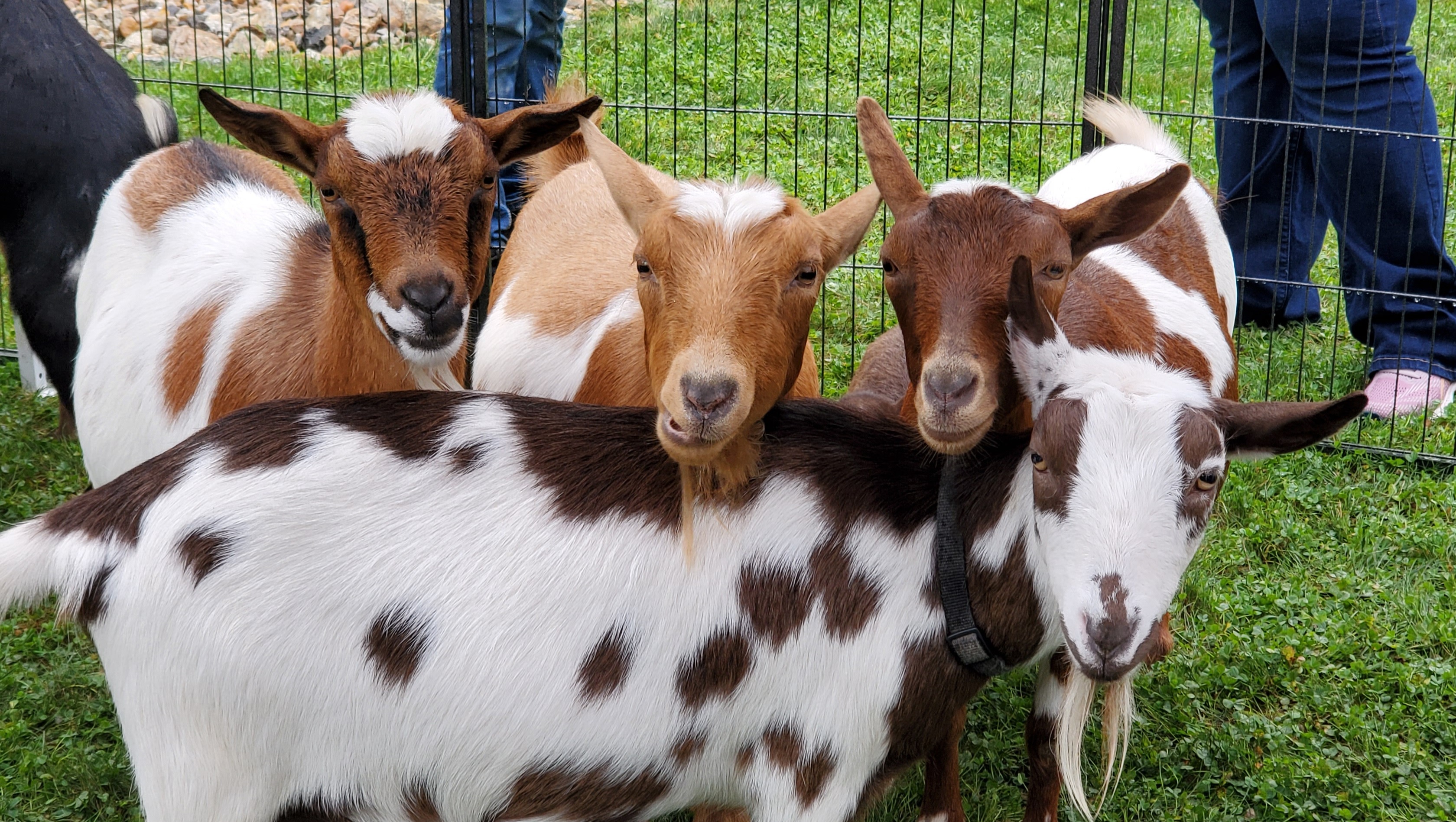 Fundraiser by Erin Baker : Legacy Lane Farm