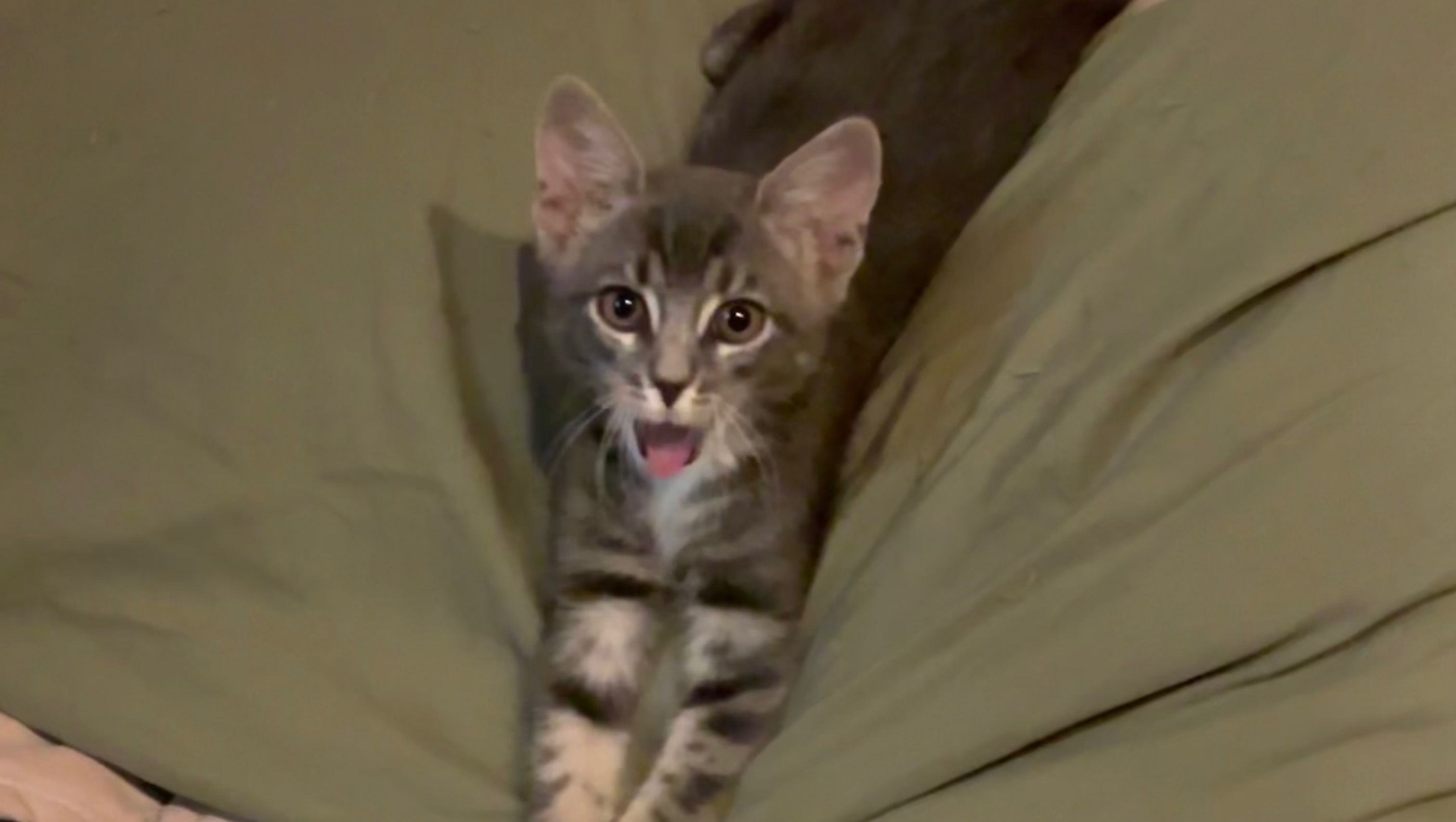 Fundraiser by Cierra Garcia : Help Nemo with his Amputation