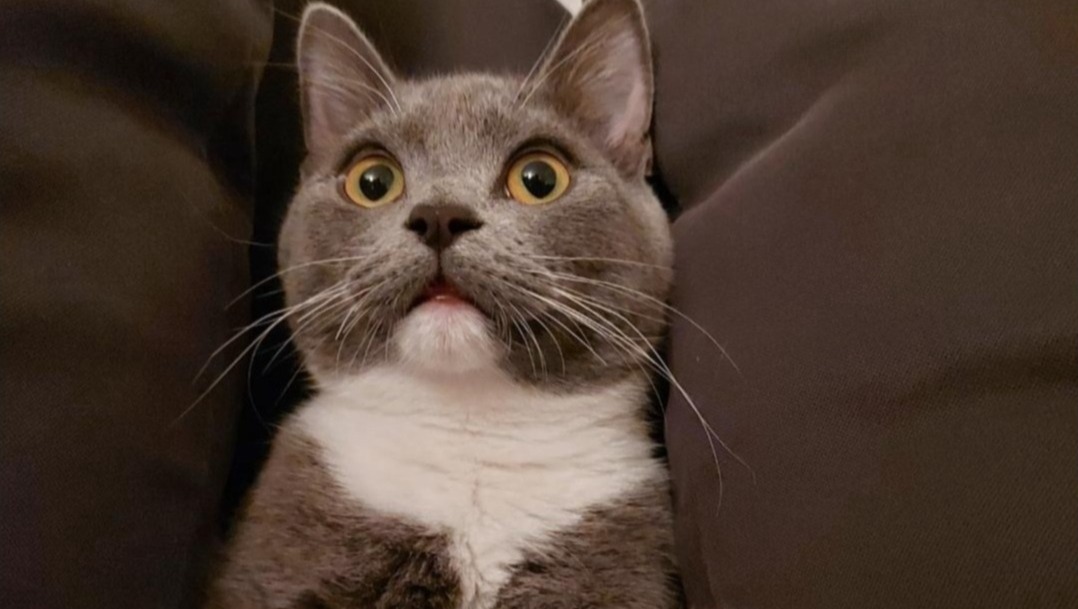 Fundraiser by Atanaska Stoeva : Help our cat get a life-saving surgery