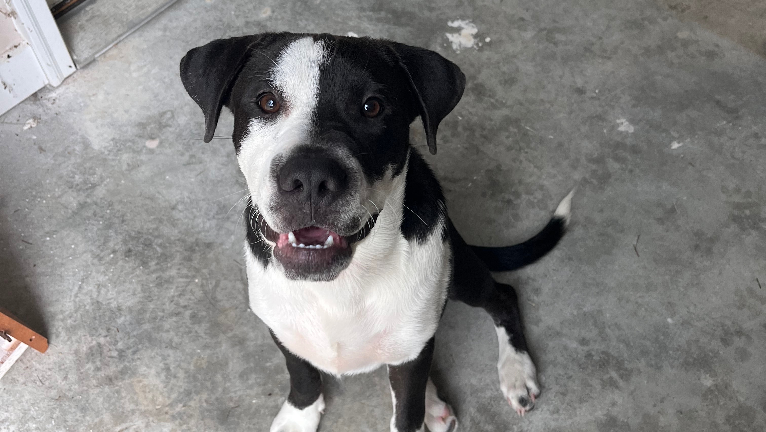 Fundraiser by Isabella Urie : Help Hagrid’s Broken Leg