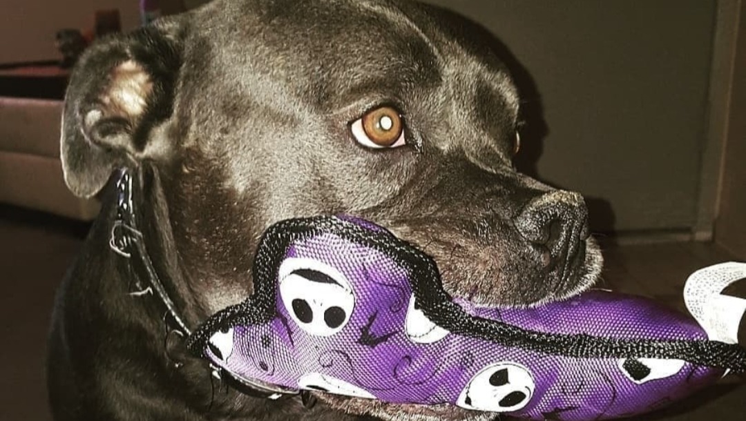 Fundraiser by JENNIFER KARNS : Bowser needs surgery!