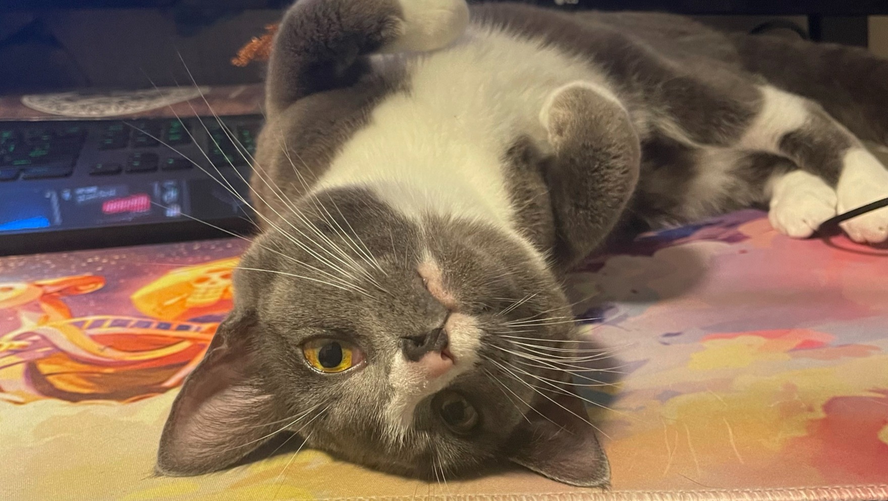 Fundraiser by Connor MacPhee : HELP RAISE FUNDS FOR TERRA'S TOOTH REMOVAL