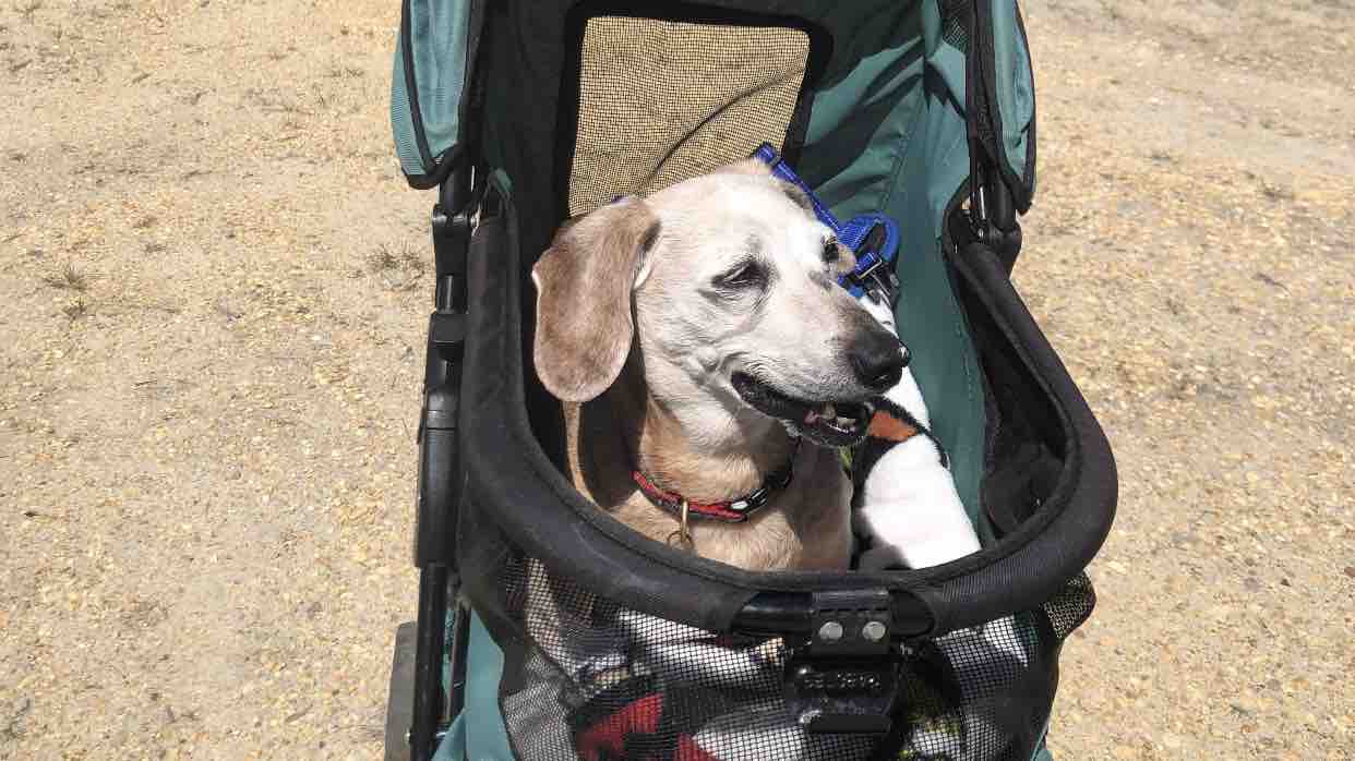 Fundraiser by Jason Borchert : Help Get Bean Back Surgery