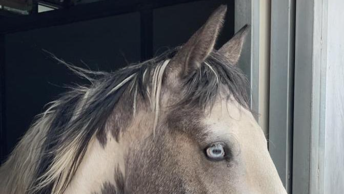 Fundraiser by Marissa Chamberlain : Atlas Stays With Jessi