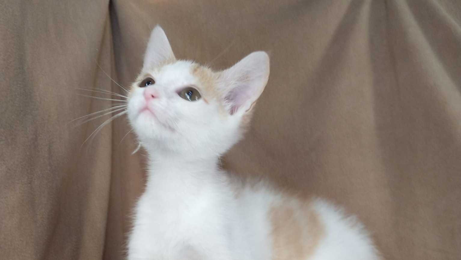 Fundraiser by Michelle Berkshire Eichelberger : Medical Care for Sand ...