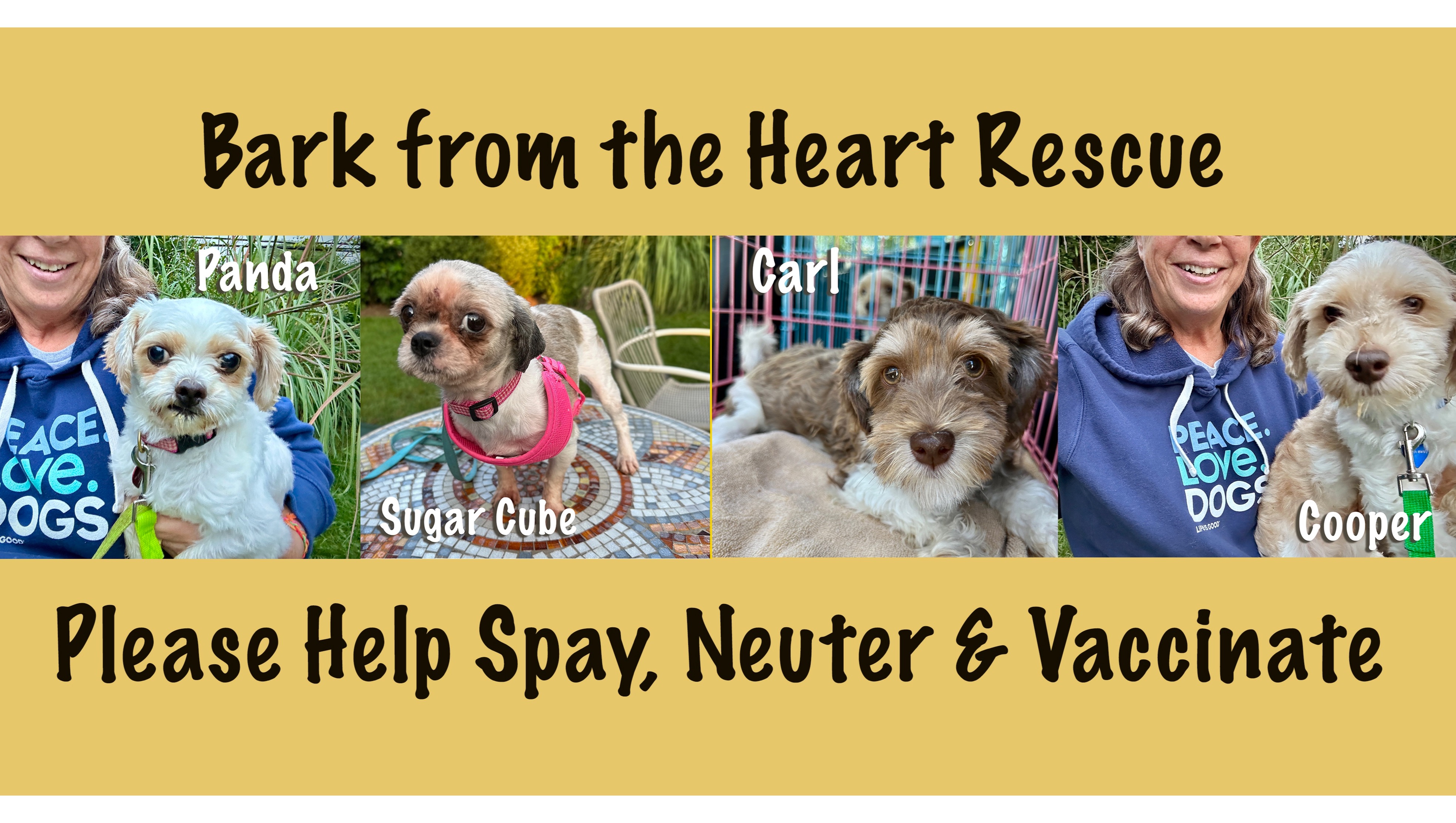 Fundraiser by Bark from the Heart Rescue : Let's Save 4 Small Dogs ...