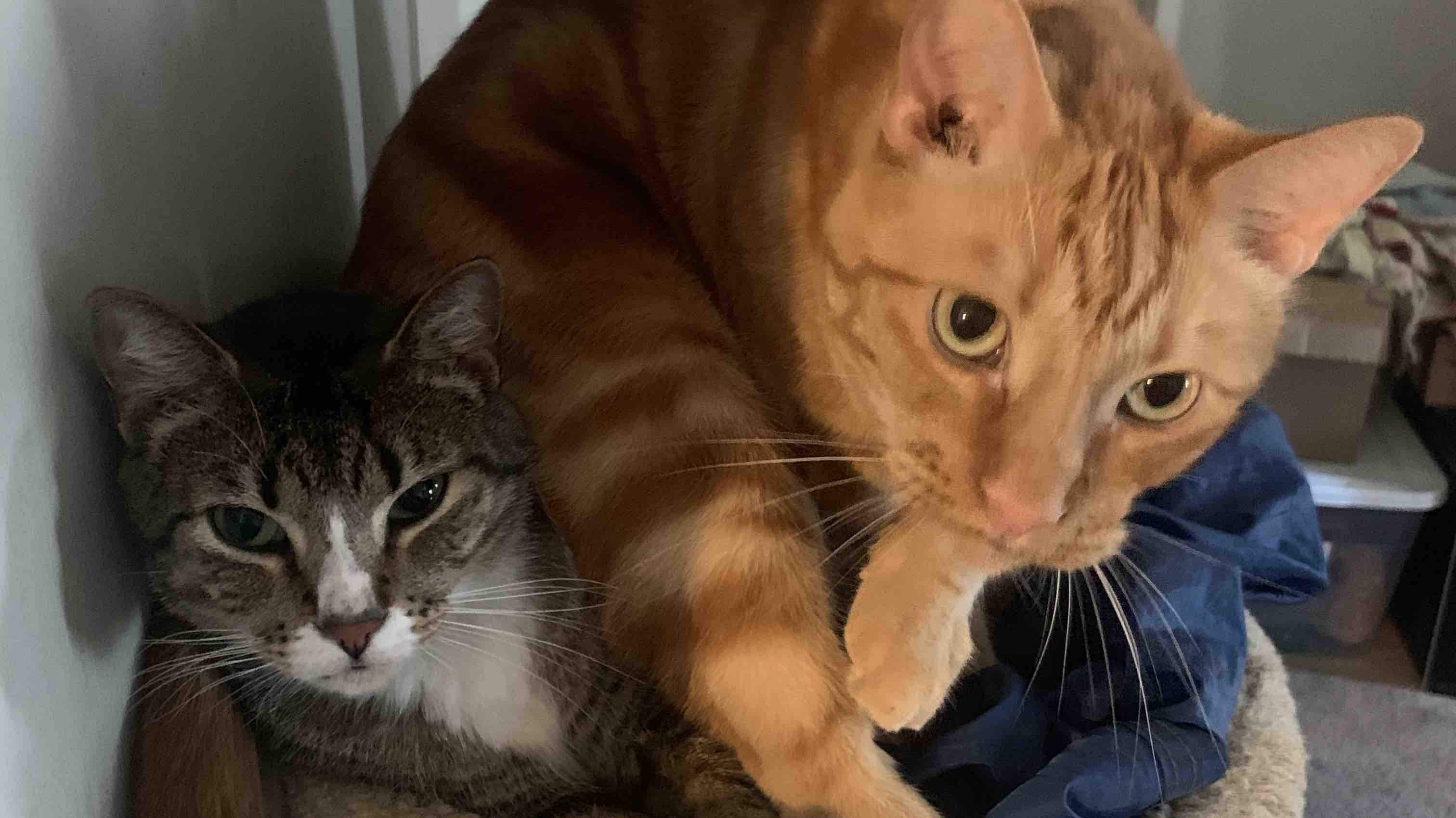 Fundraiser by Starr Bryant : Help us get Gumball and Boots vet care
