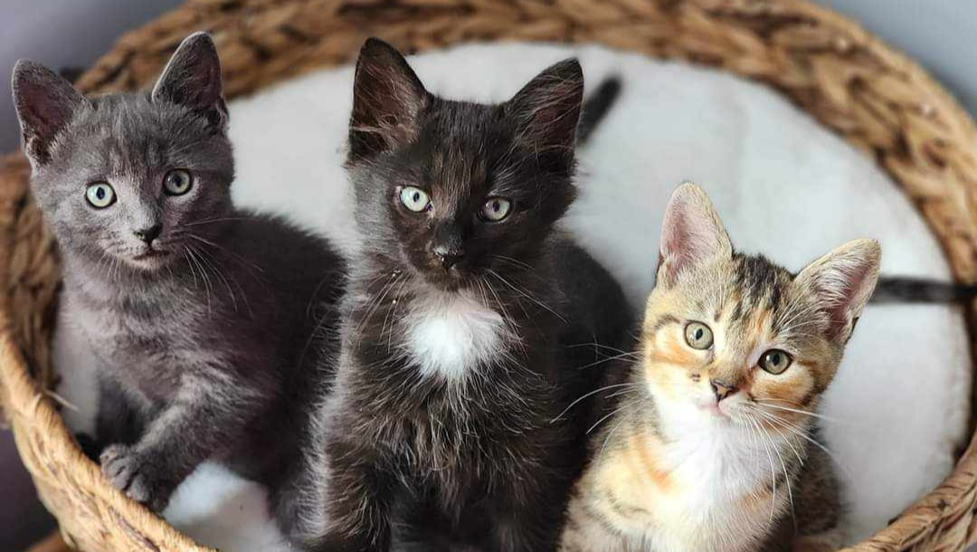 Fundraiser for Laura Thibodeau by Ali B : Support our Feline Friends at ...