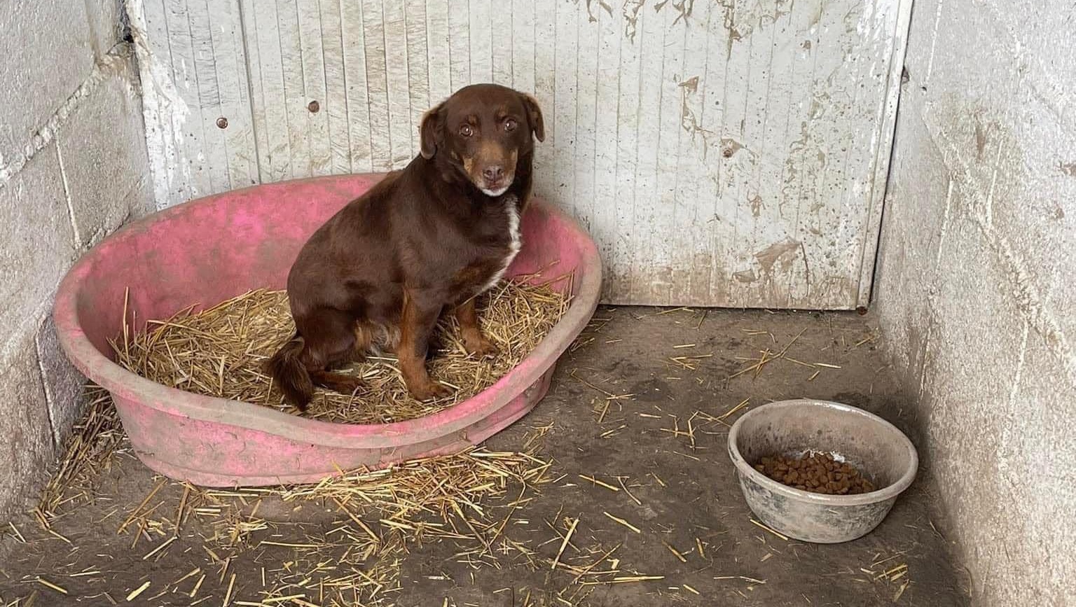 Fundraiser for Anna-Louise Trumble by Eve Seville : Rocky’s Sanctuary ...