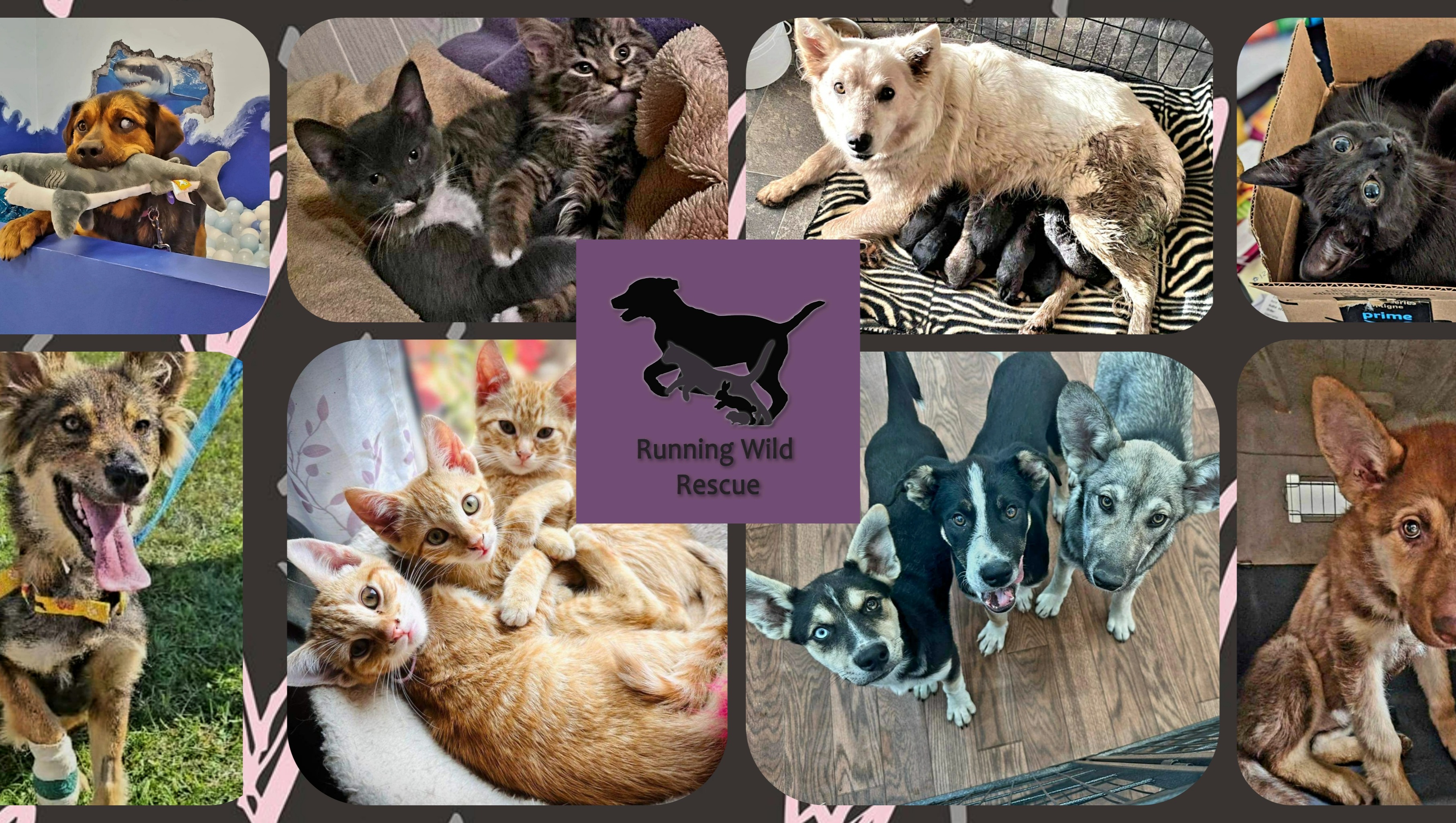 Fundraiser by Running Wild Rescue : Help RUNNING WILD RESCUE End Their ...