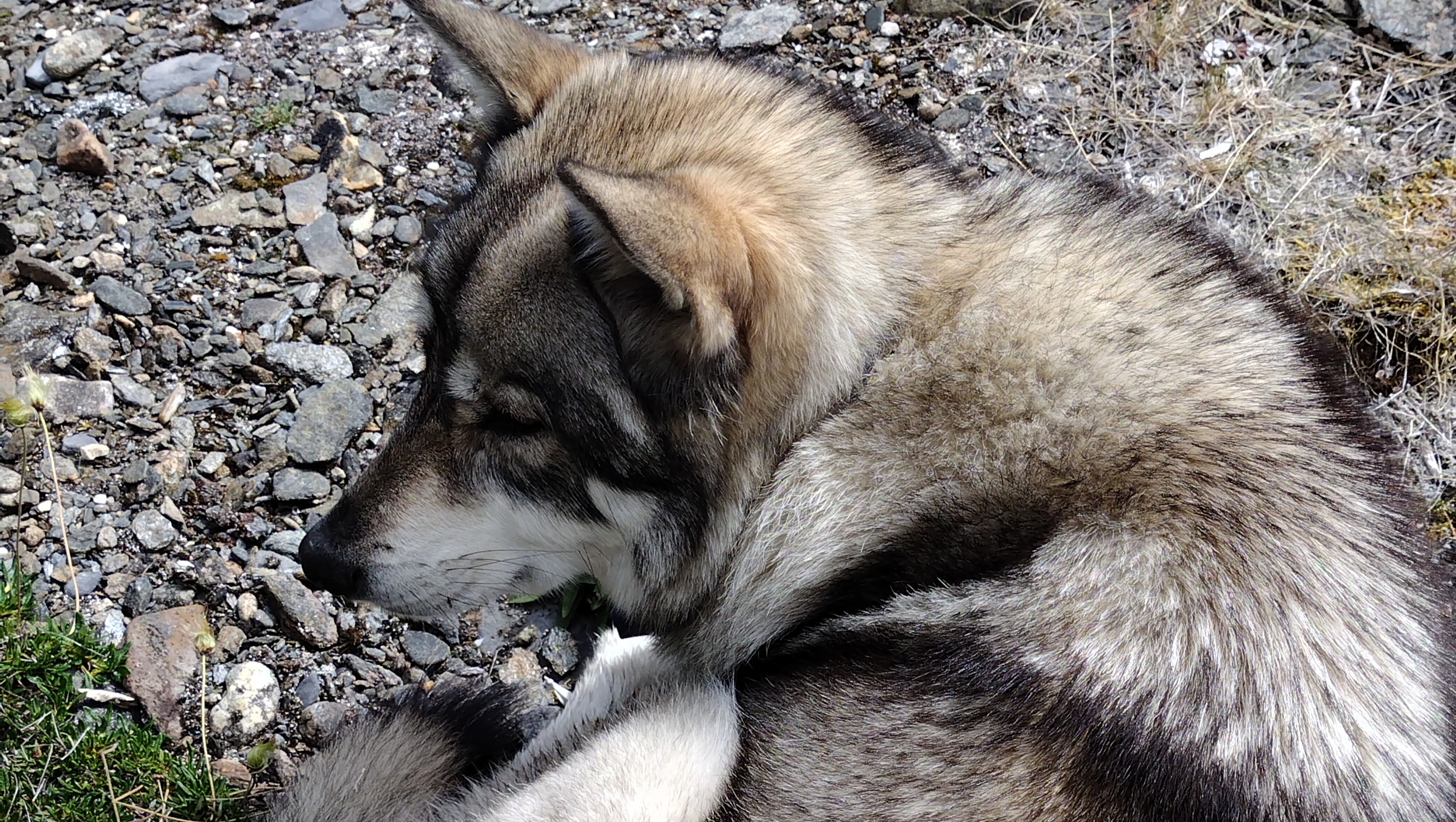 Fundraiser by Debra Kemper : Libby's leg