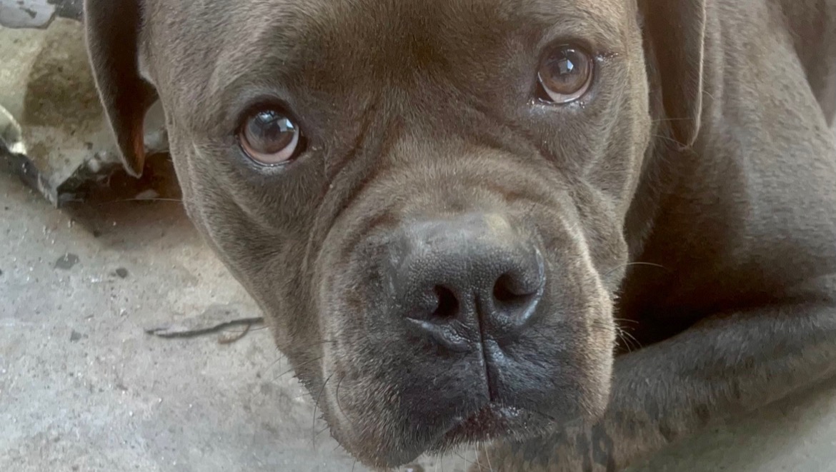 Fundraiser by Alexis Kirschner : Help Georgie Fight Pneumonia