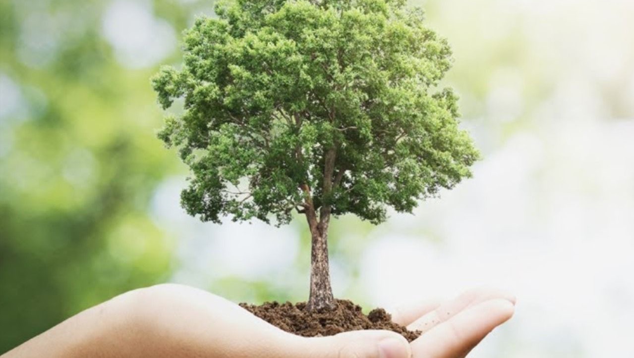 Fundraiser by JONATHAN Johannesen : A tree for life!