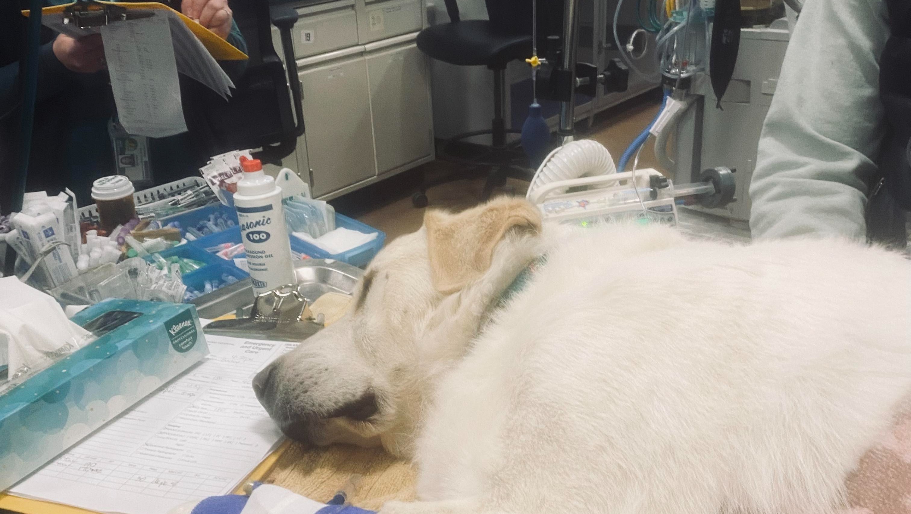 Fundraiser by Jill Higham : Snowball Desperately Needs Your Help Again
