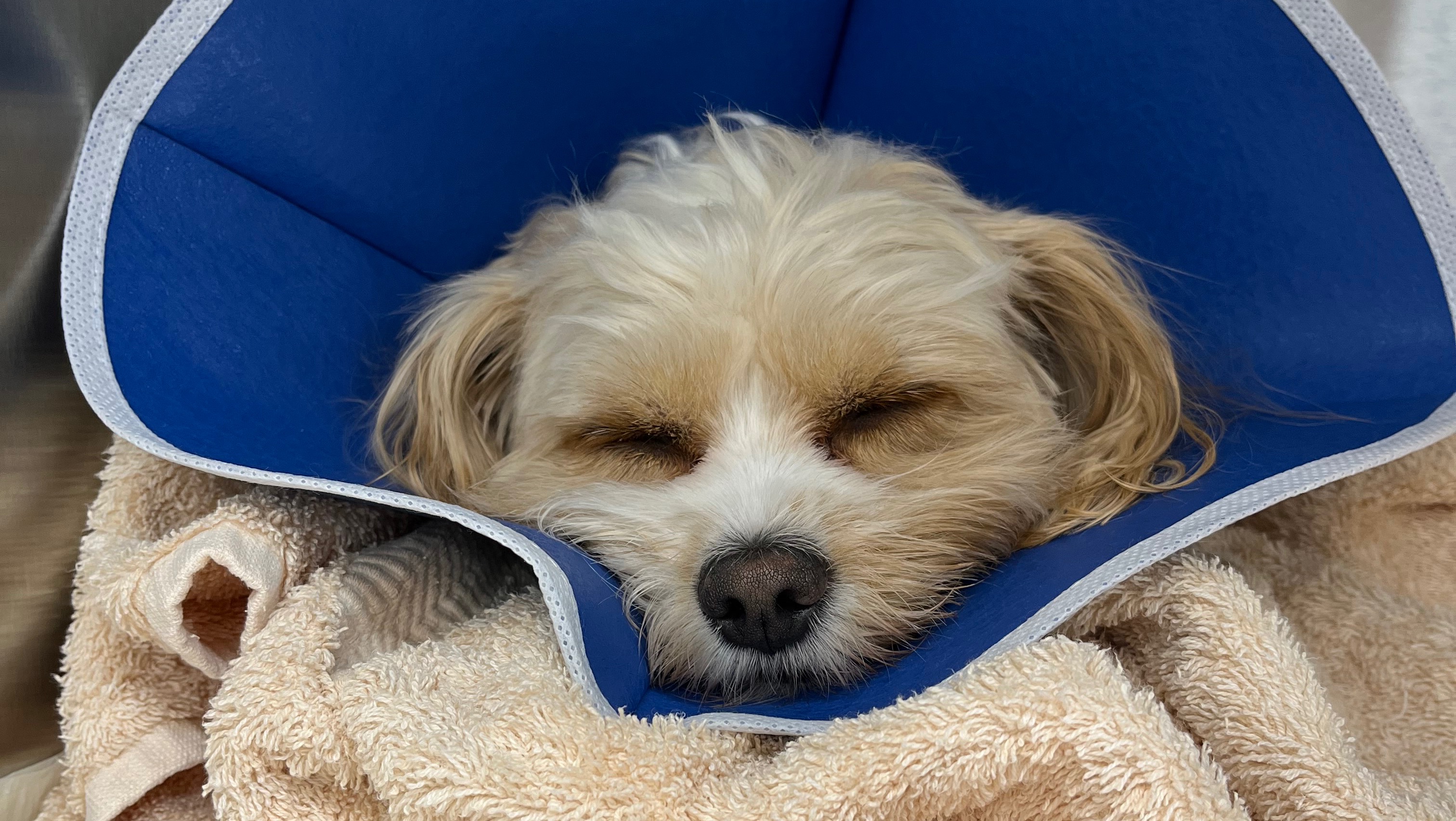 Fundraiser by Blythe San Agustin : Ava’s Surgical Procedure