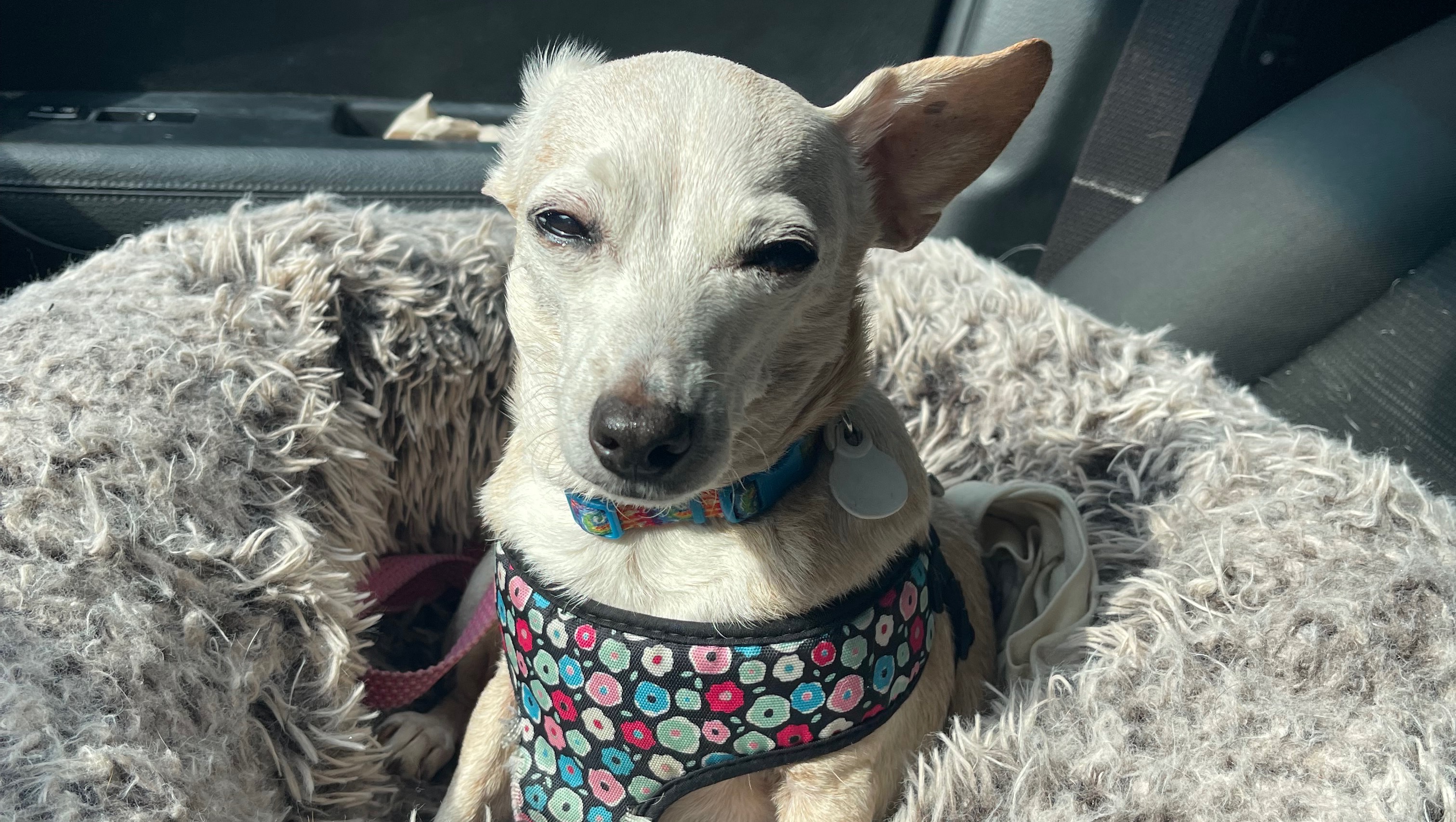 Fundraiser by Jessica Peeples : Wilma’s Lymphoma Treatment