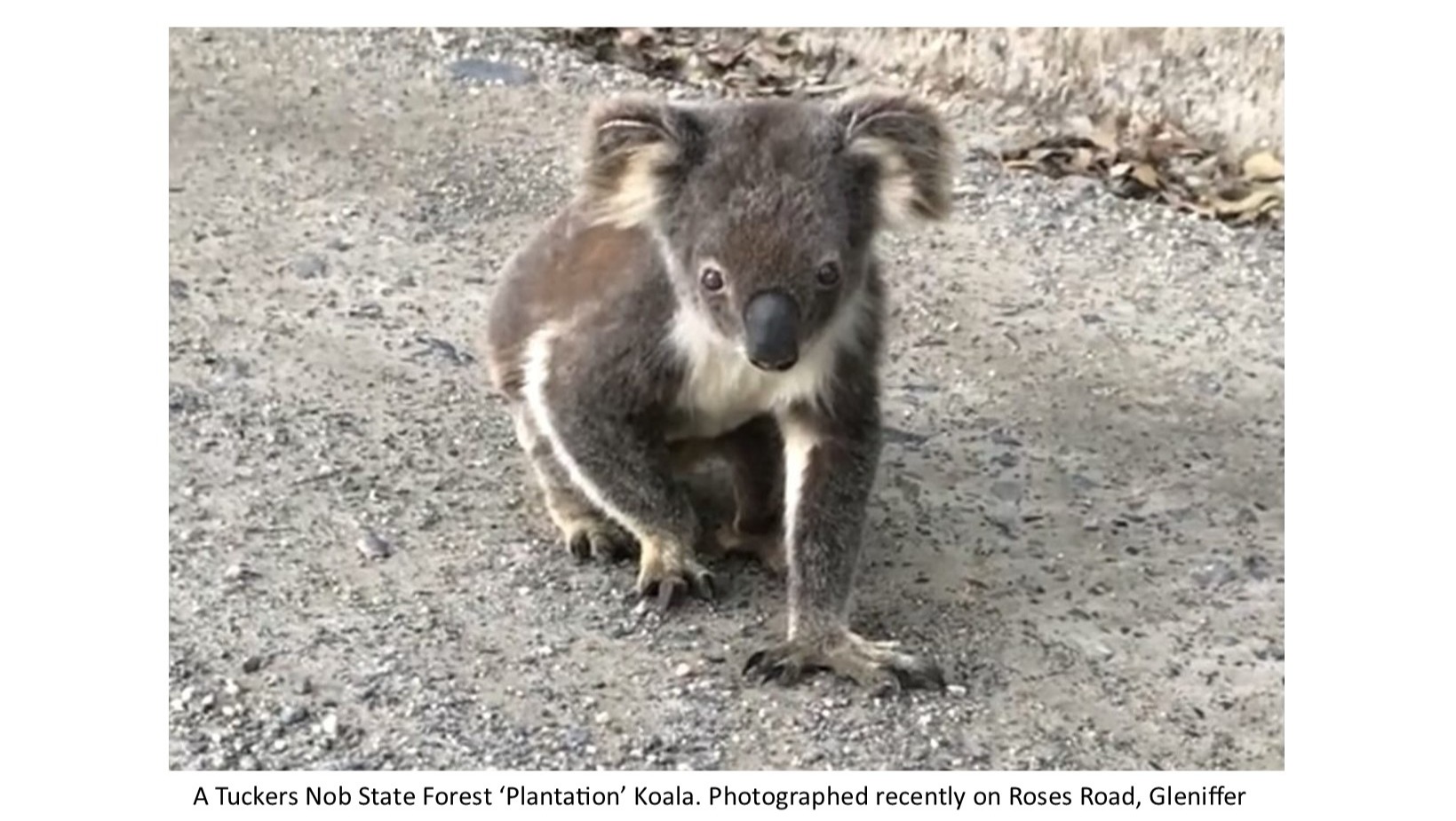 Fundraiser by Brett Harrison : Voice for Koalas: Be a part of the Solution