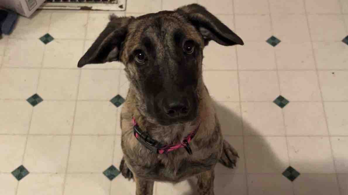 Fundraiser for Gavin Lundgren by Jenna Lundgren : Maya’s Vet Bills