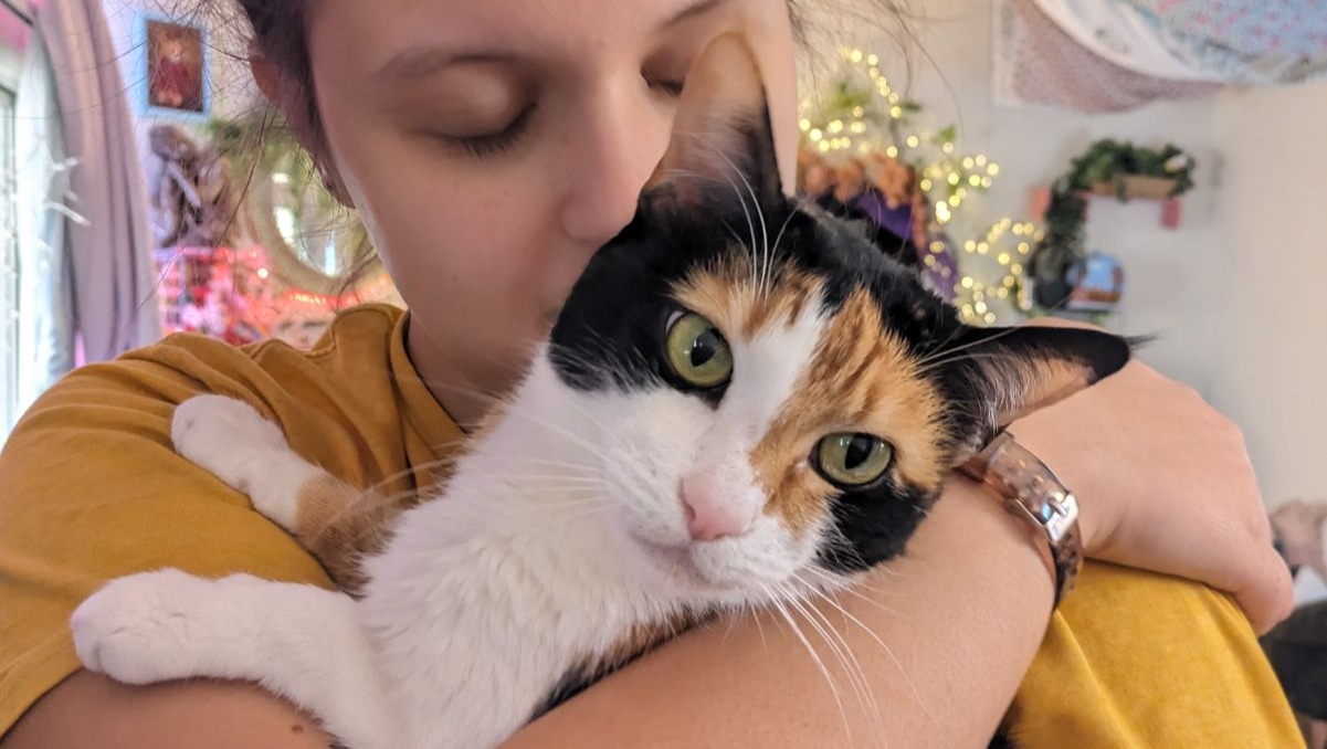 Fundraiser by Thia Davis : Help with Kitty-Wan Kenobi's emergency surgery