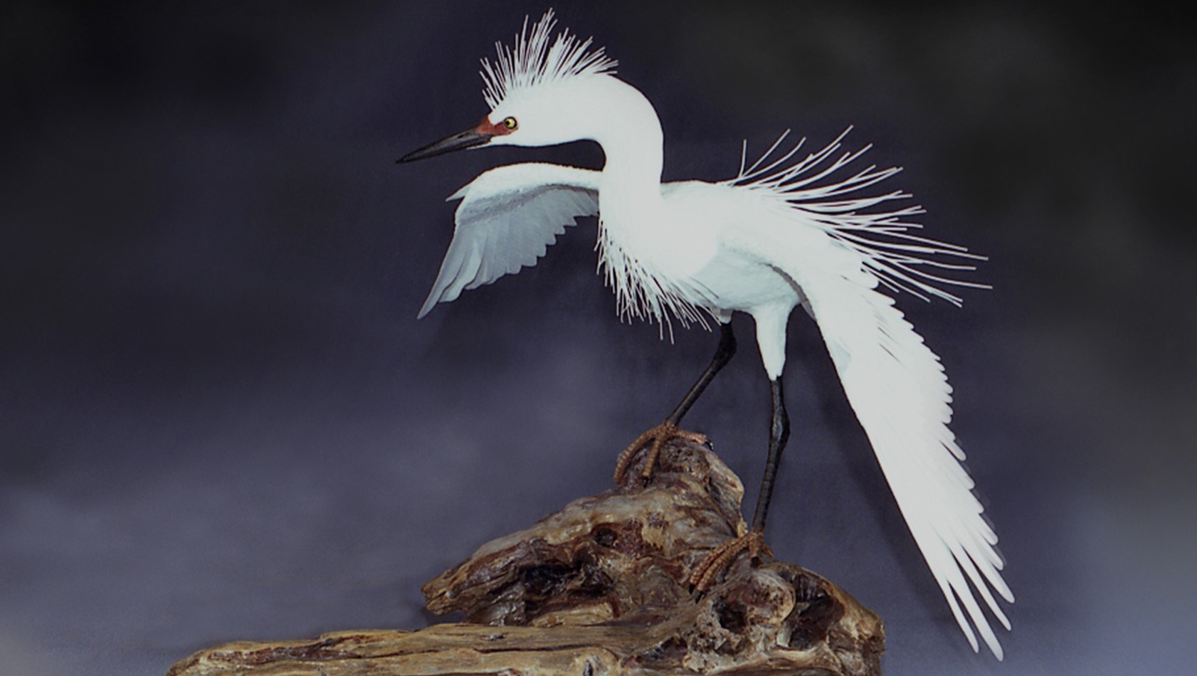 Fundraiser by Daniel McQuestion : Help Build the World Museum of Birds