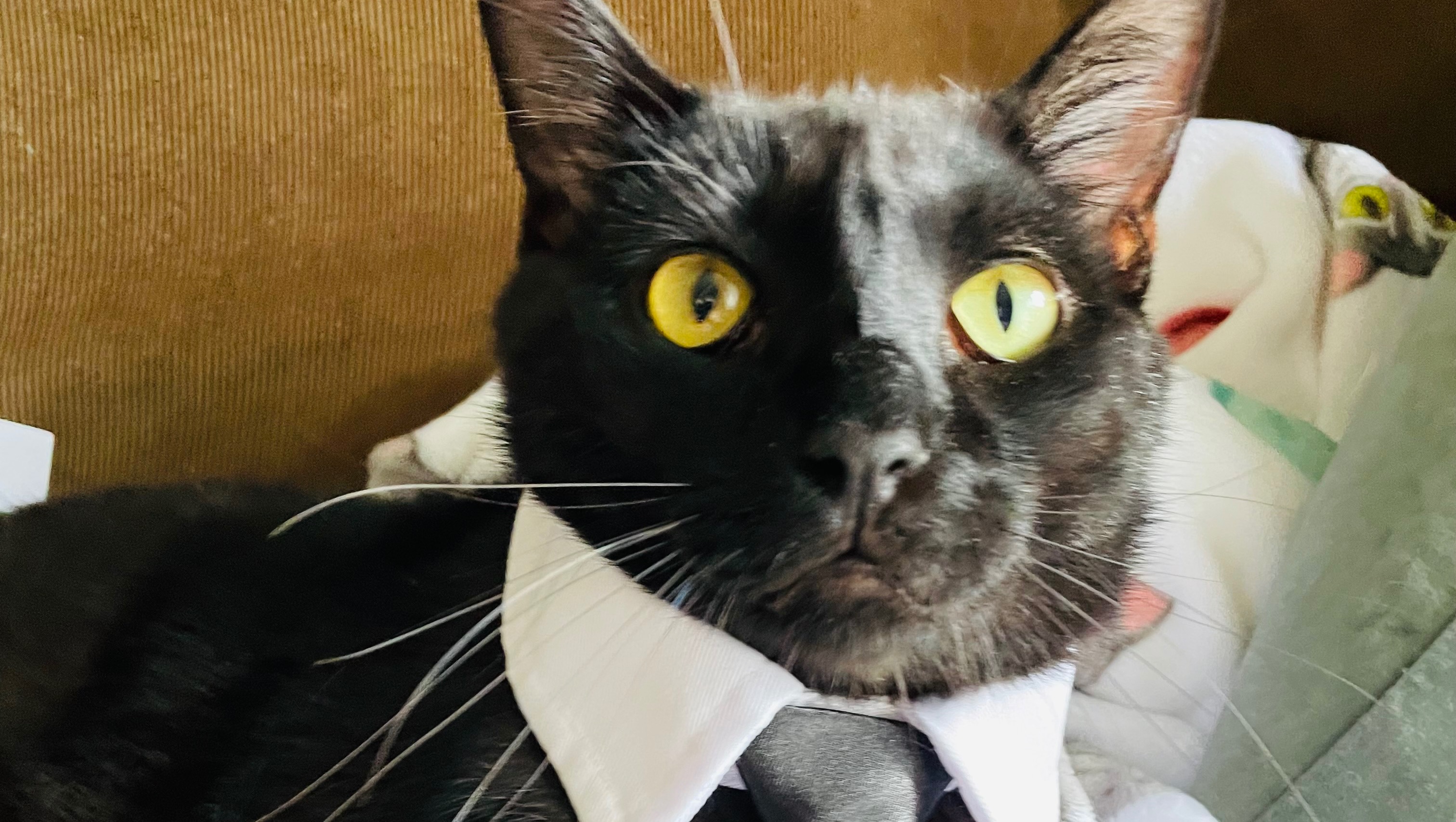 Fundraiser by Tricia Fonda Harrison : Cosmo has a broken hip and needs ...