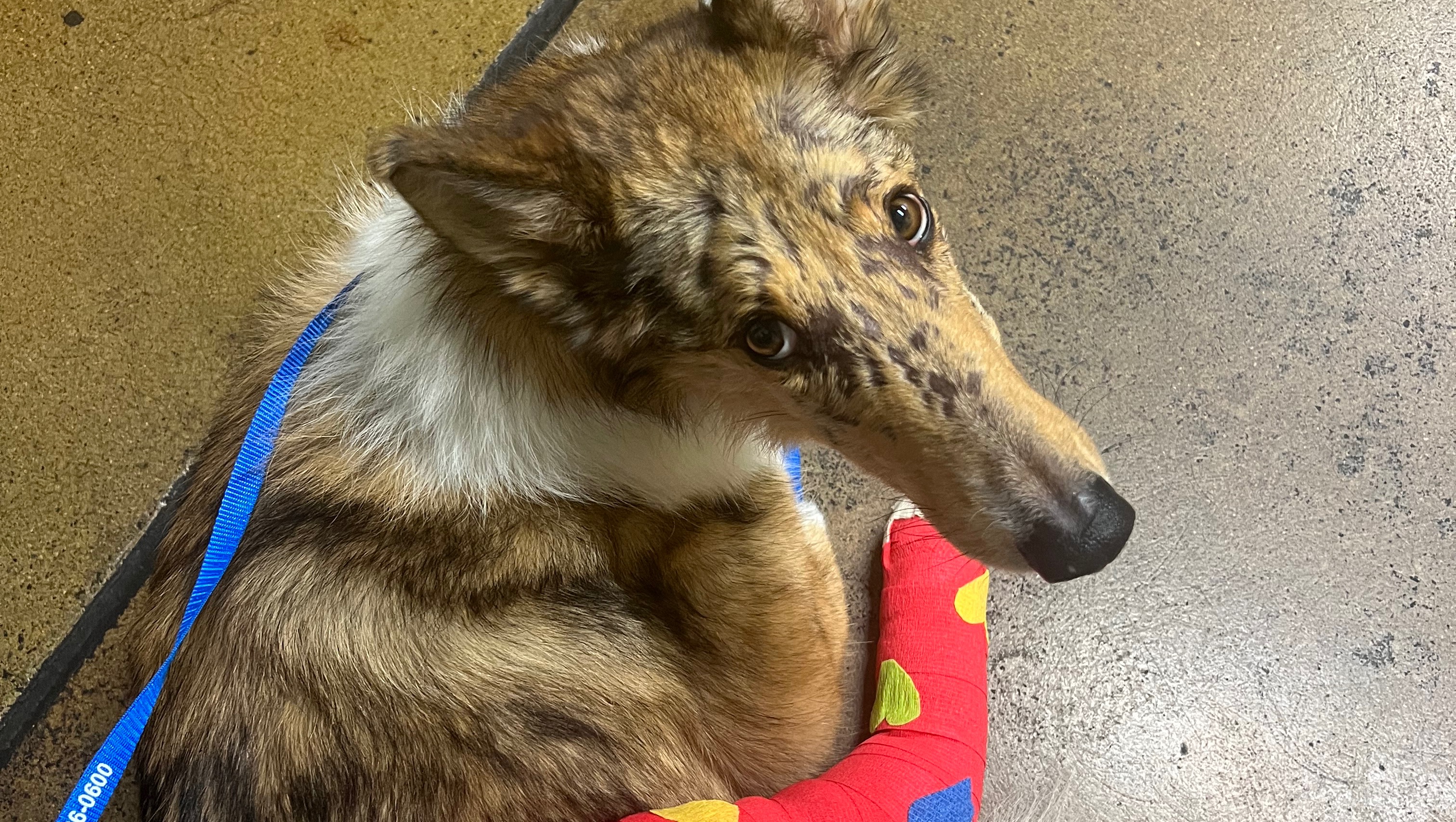 Fundraiser by Corynne Smith : Surgery to Save Baz