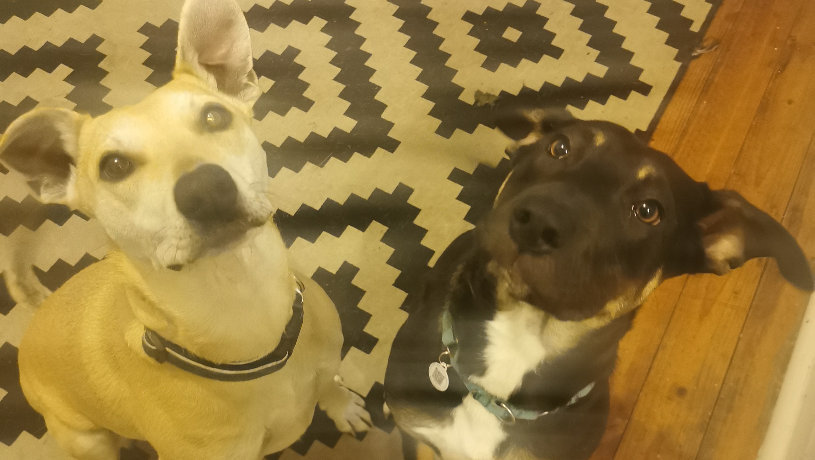 Fundraiser by Tina Behnke : Knee surgery and tooth surgery for Peanut ...