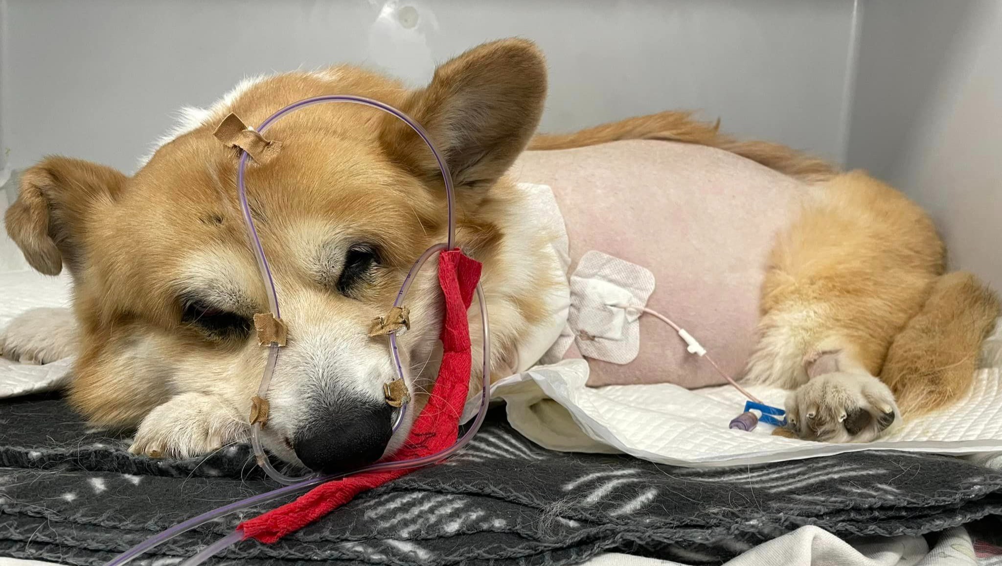 Fundraiser for Todd Windley by Karen Devine : Please Help Our Little ...