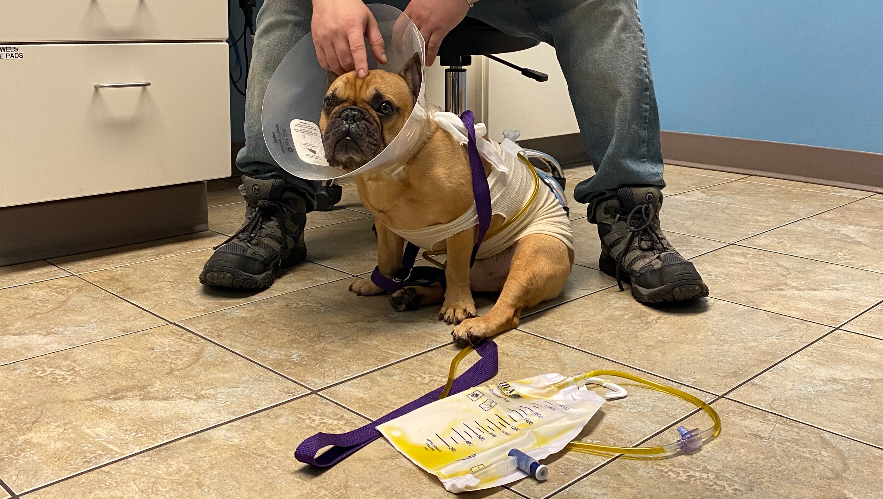 Fundraiser by Miranda Colombo : Peanuts emergency surgery