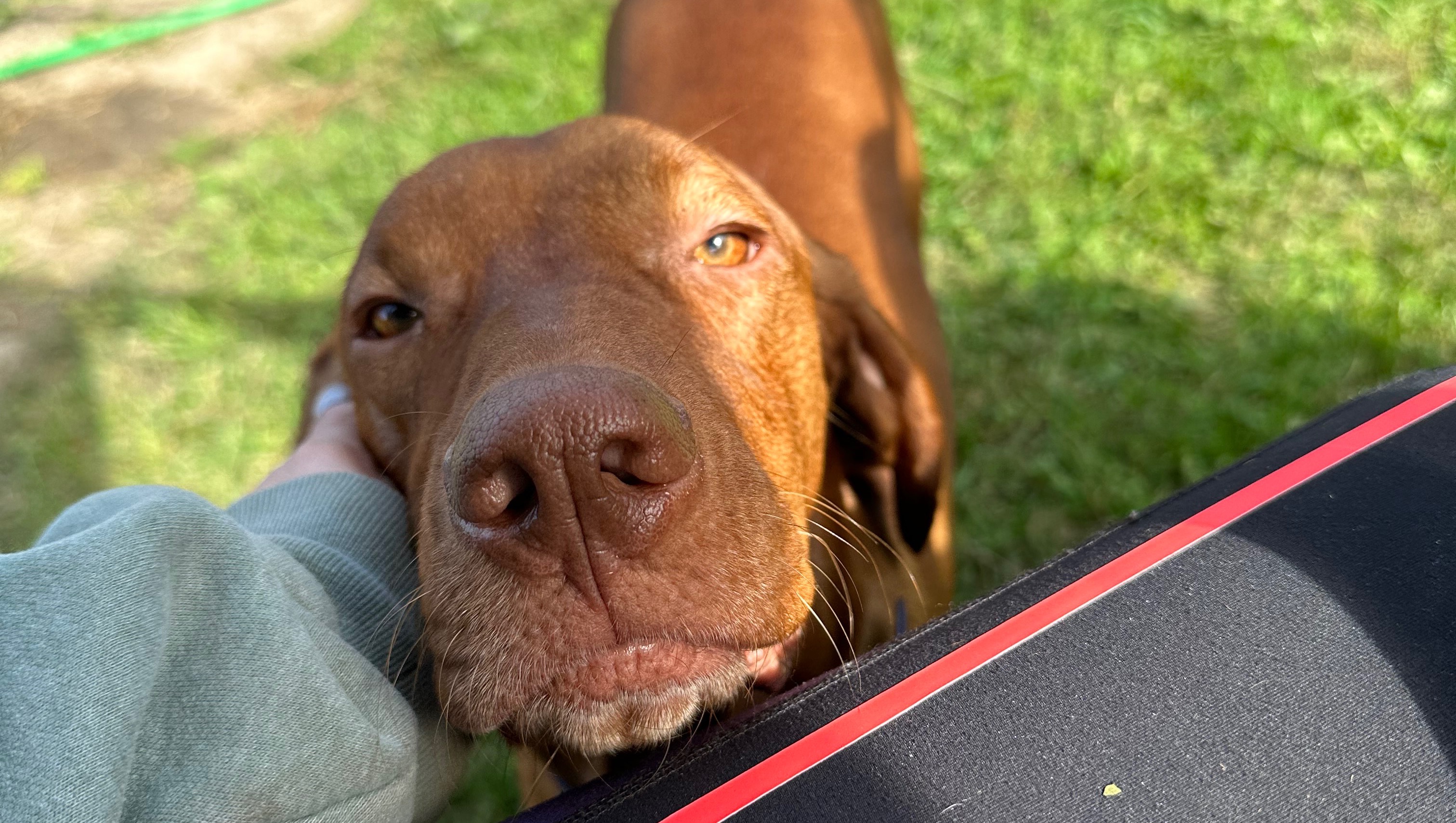 Fundraiser by Sarah Youker : Coopers Vet Bills