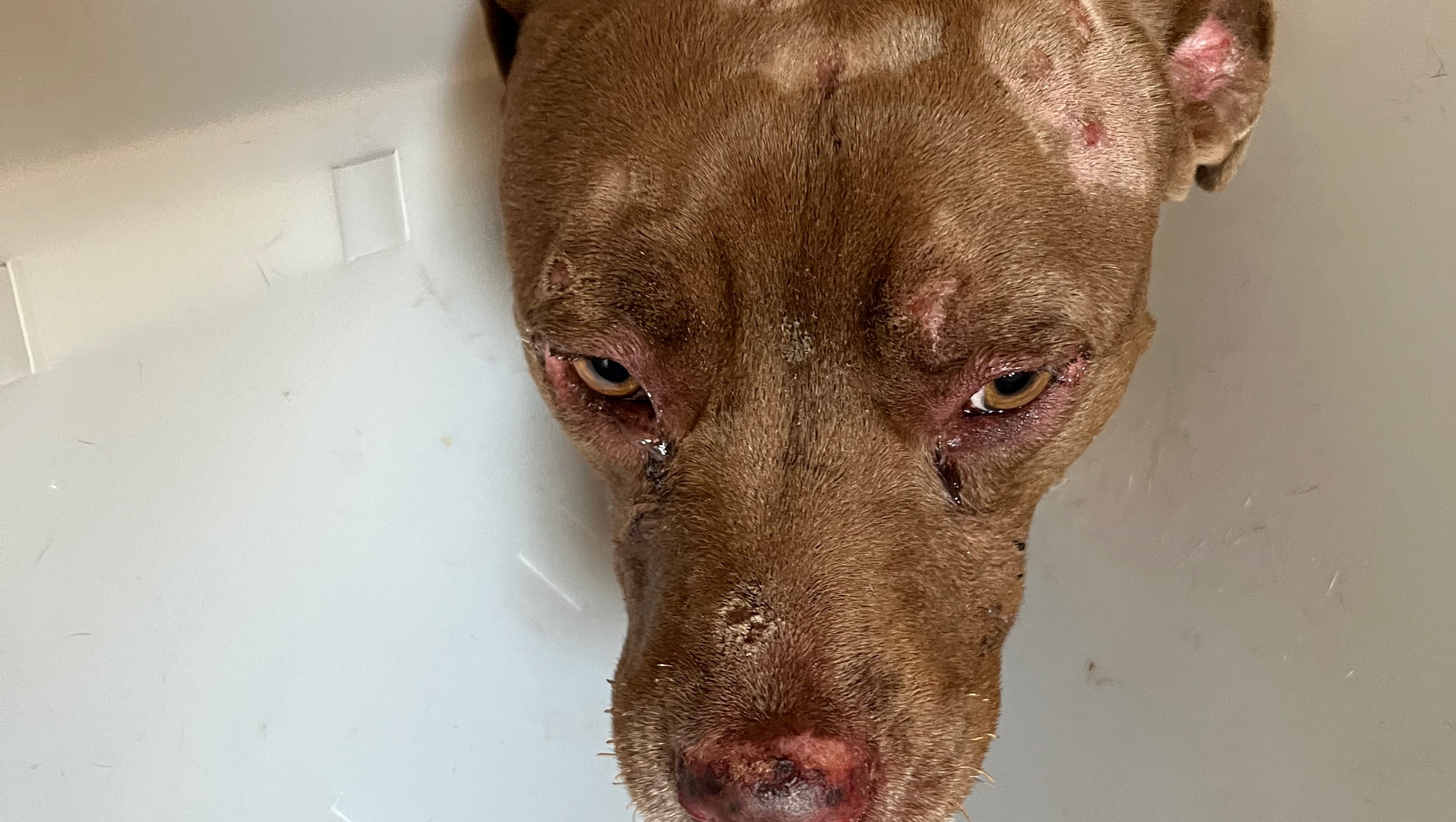 Fundraiser by Lisa Kabler Klees : Help my dog Xena