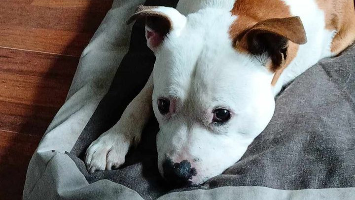 Fundraiser by Angela Clough : A DOG'S LIFE RESCUE -Tameside and ...