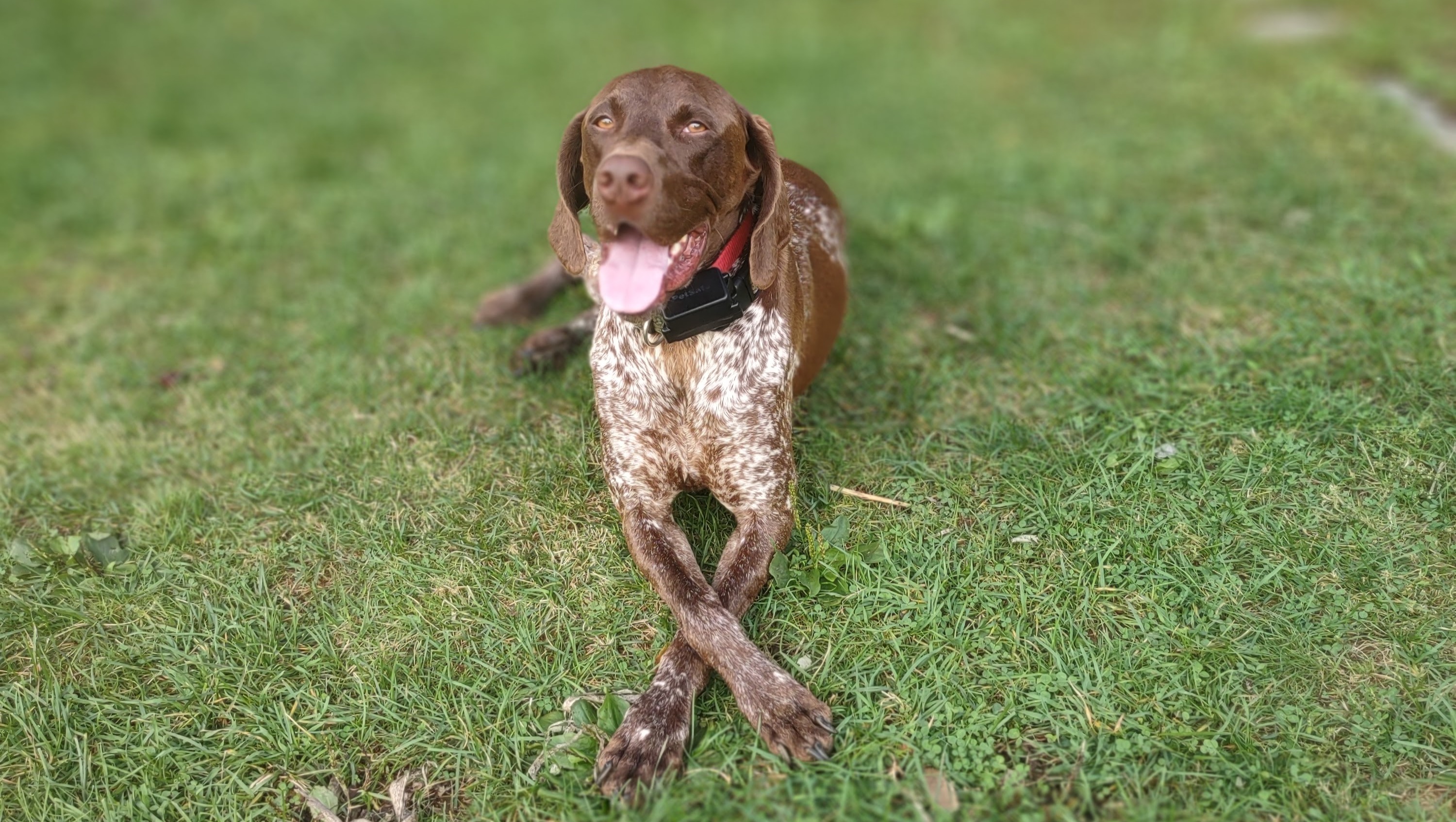 Fundraiser by Tristin Webster : Help restore Cooper so he can live his ...